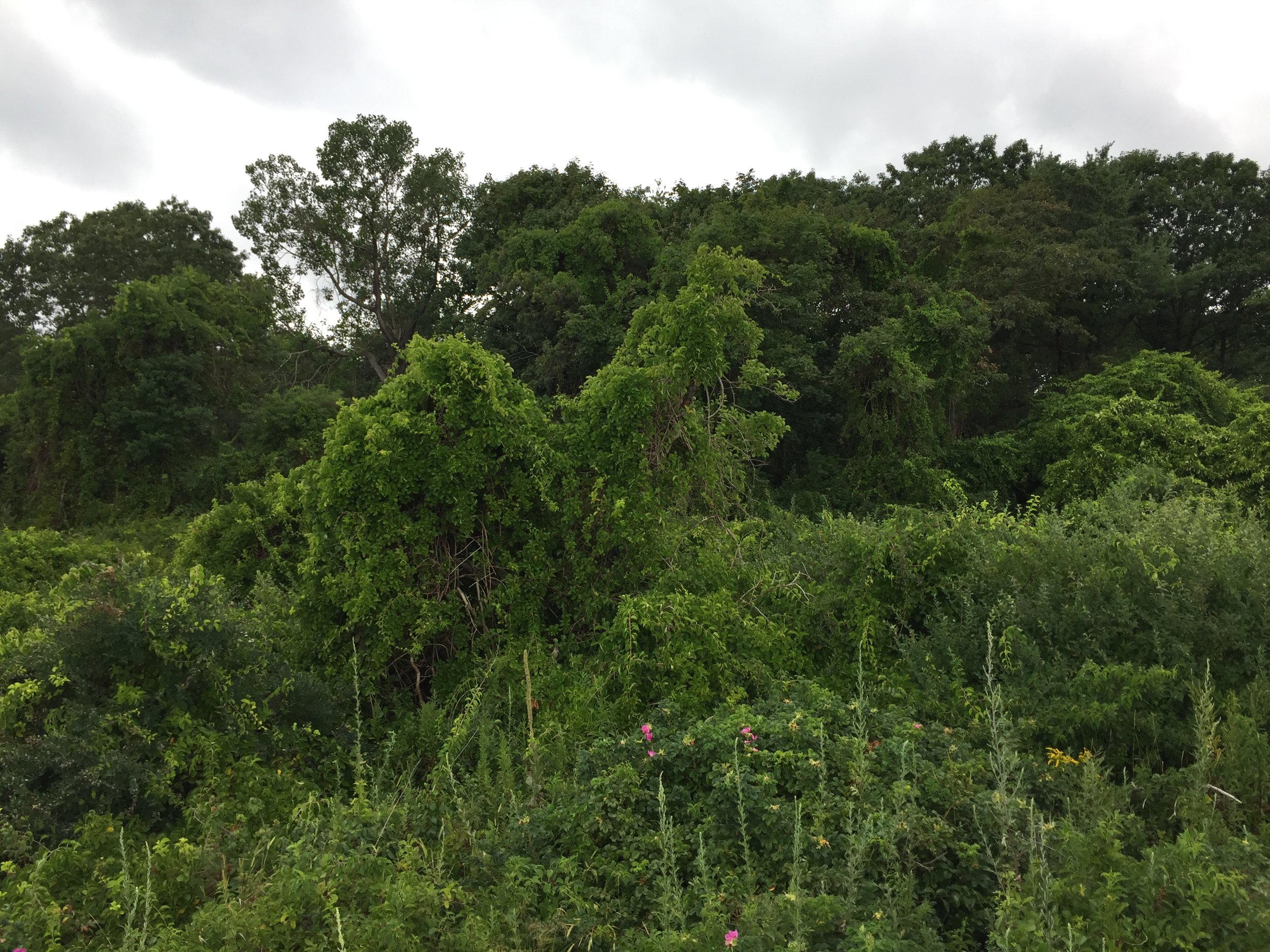 General 2 — Rockingham County Conservation District