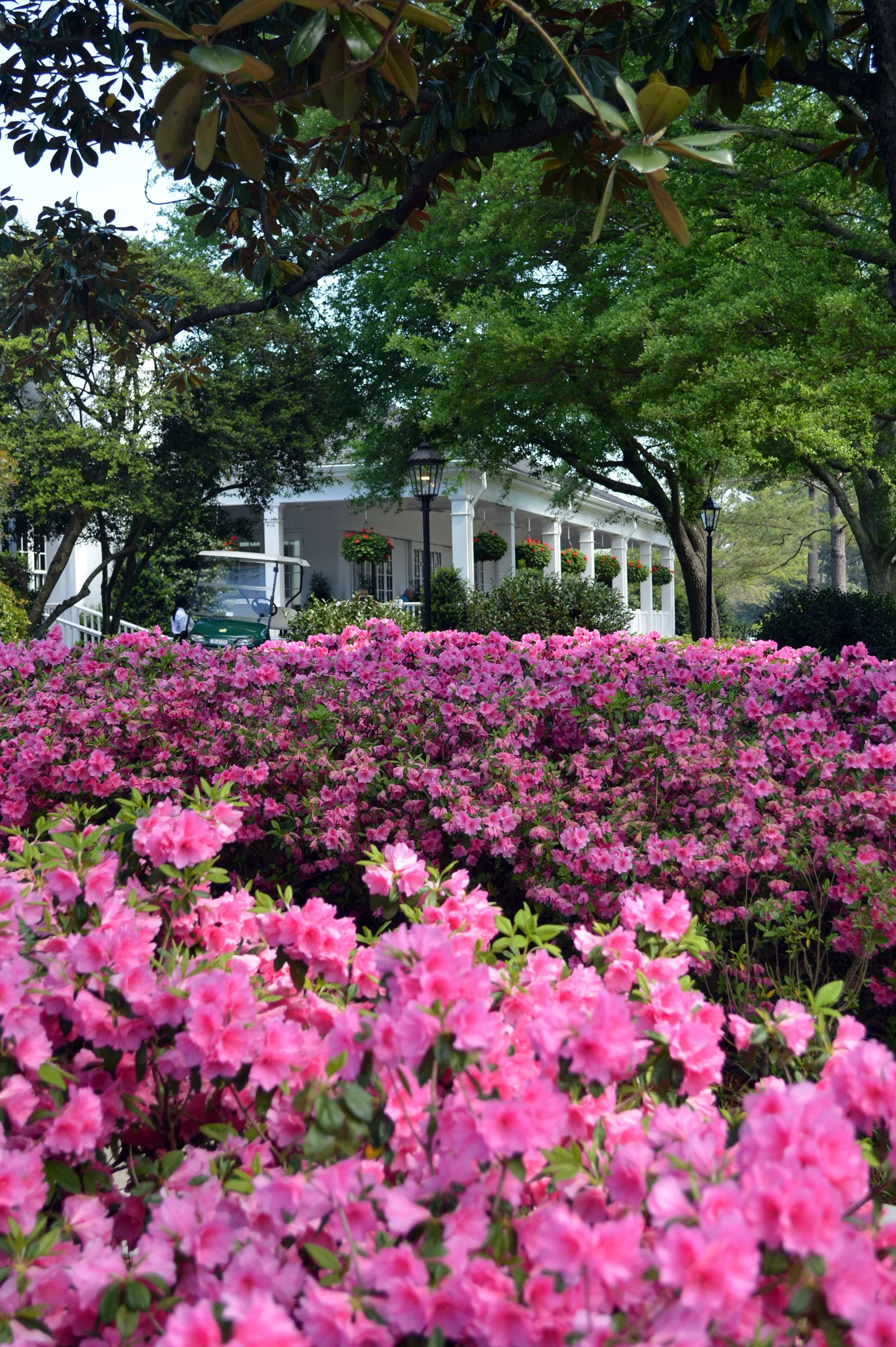 The Rhododendrons and Azaleas — Things in the Barn