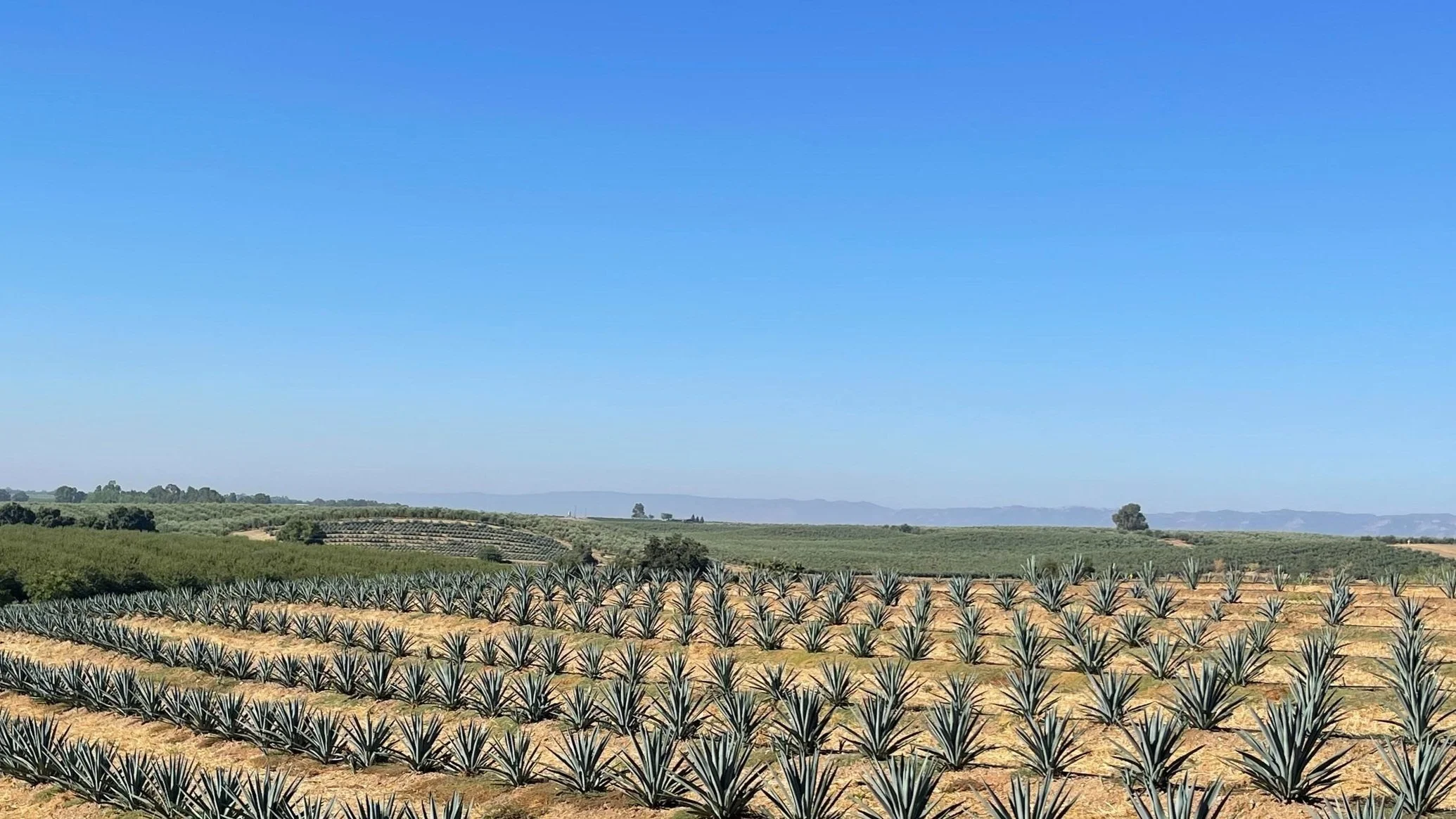 California Agave Council