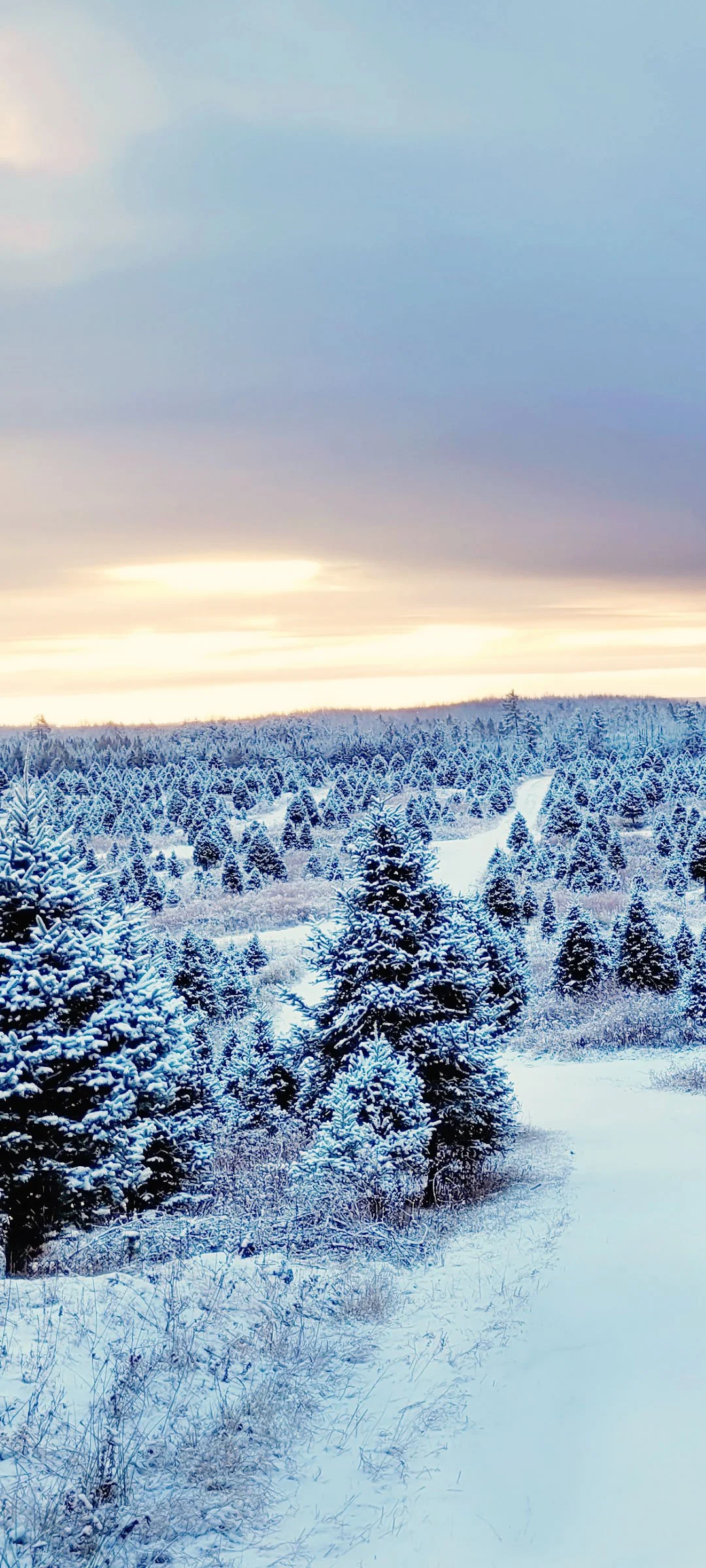 Alf & Jean's Upick - Scothorn Farms Ltd.