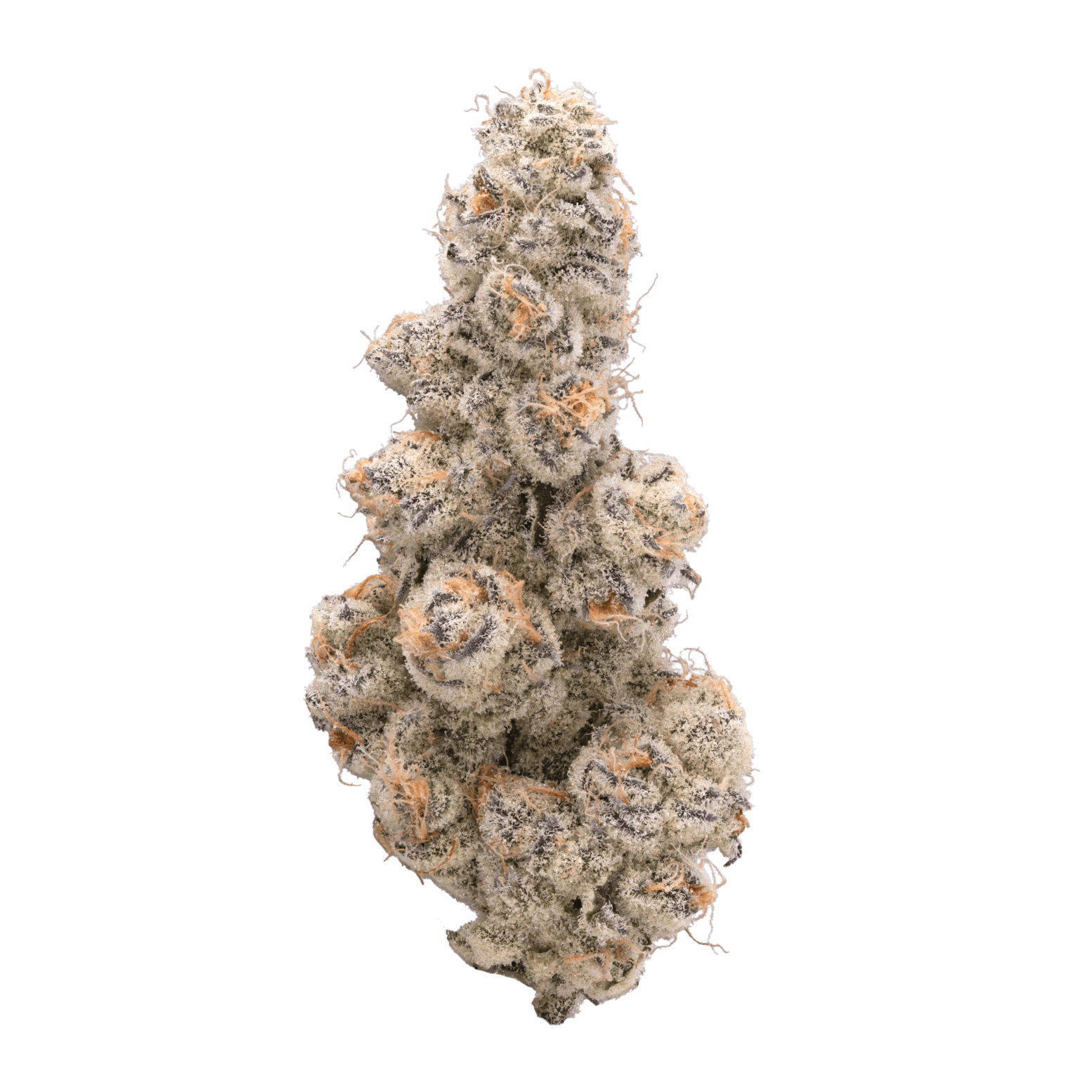 The Drip Strain — Bostica