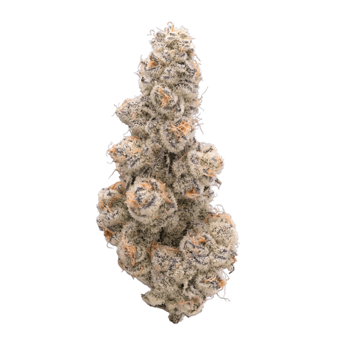 The Drip Strain — Bostica