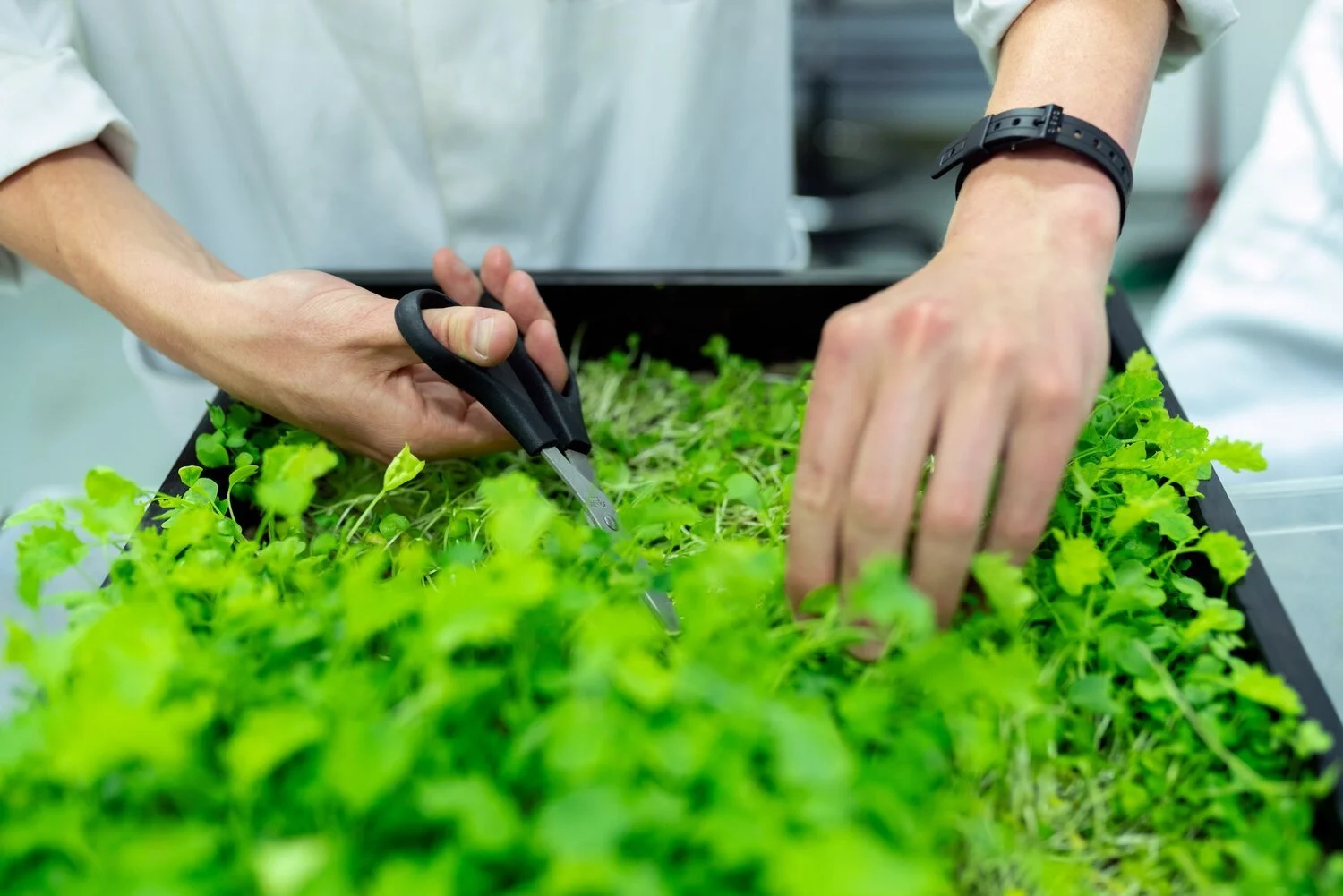 Environmental Science Research Projects for High Schoolers: How to Get ...