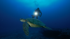 Dive Oahu — Dive Hawaii
