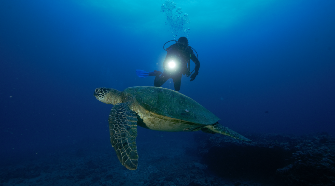 Dive Oahu — Dive Hawaii