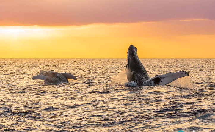 Maui Diamond Sea Sports — Dive Hawaii