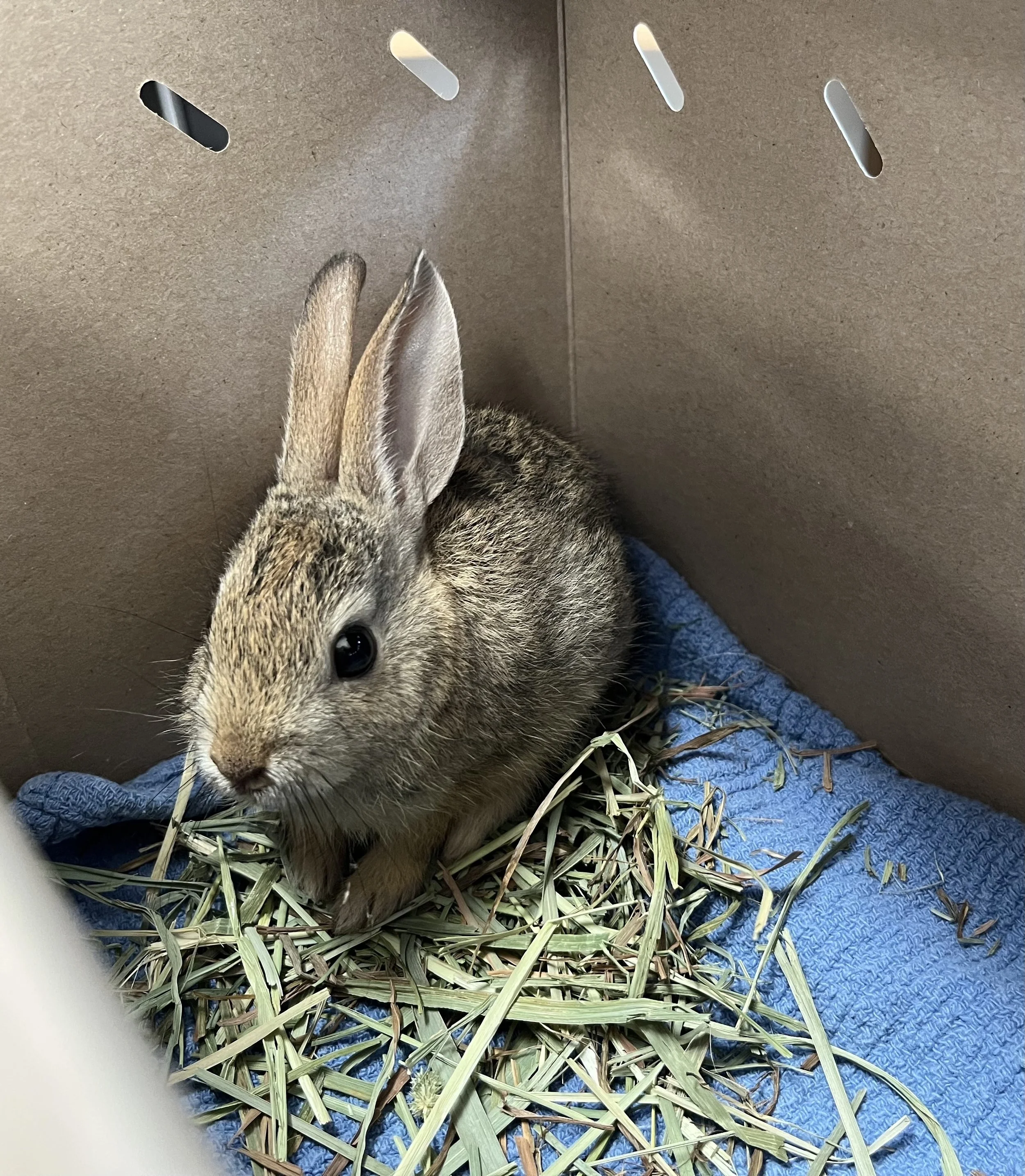General 2 — Napa Wildlife Rescue