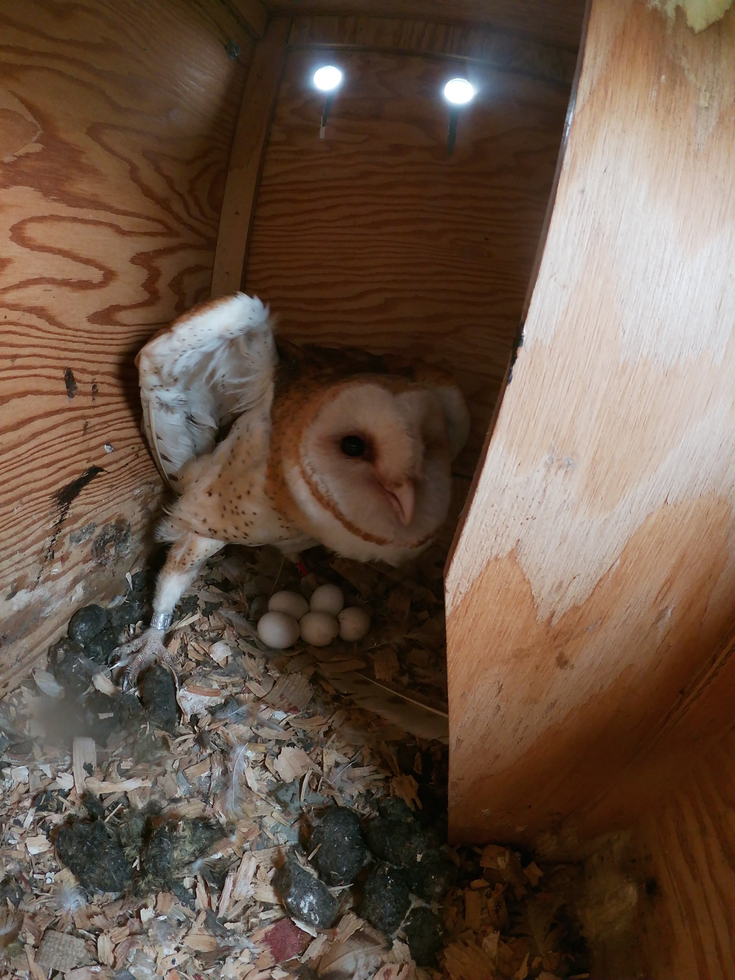 Barn Owl Maintenance — Napa Wildlife Rescue