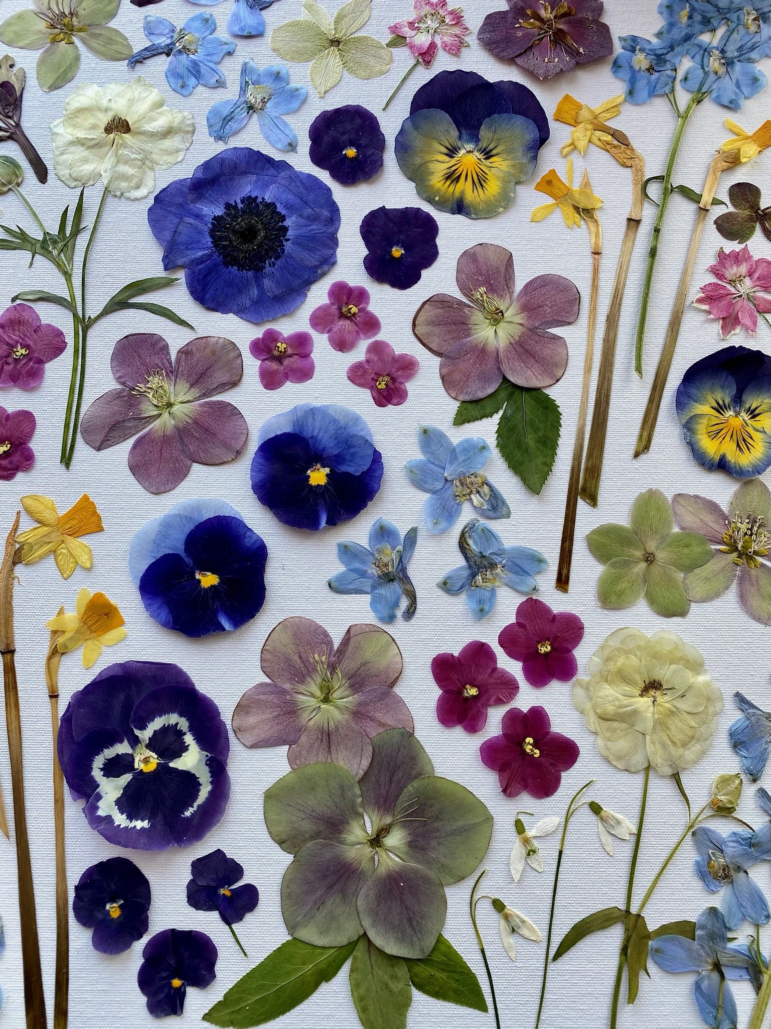 The Botanical Collective