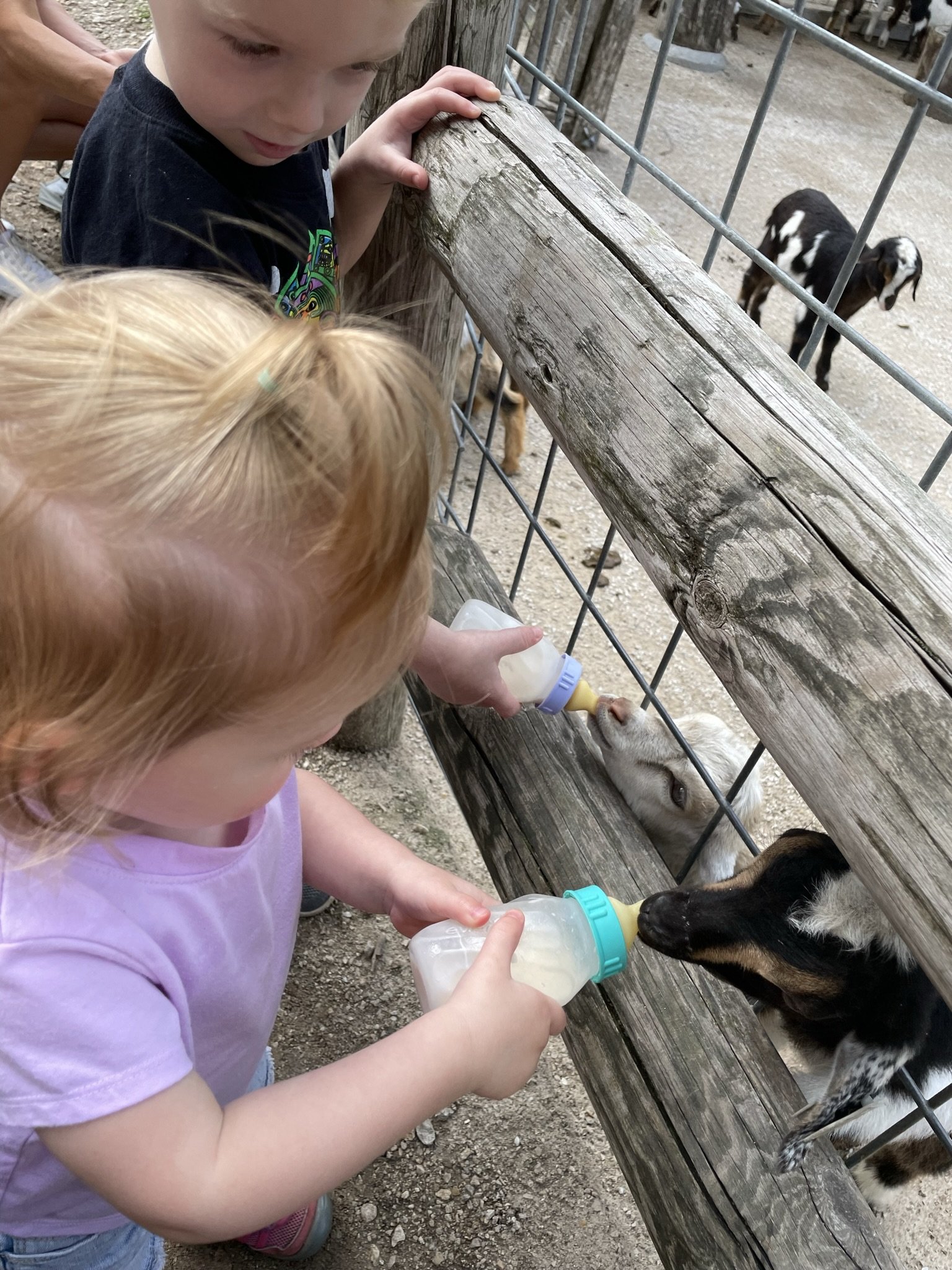 Guide to Deanna Rose Children’s Farmstead | Overland Park, KS — Kids In KC