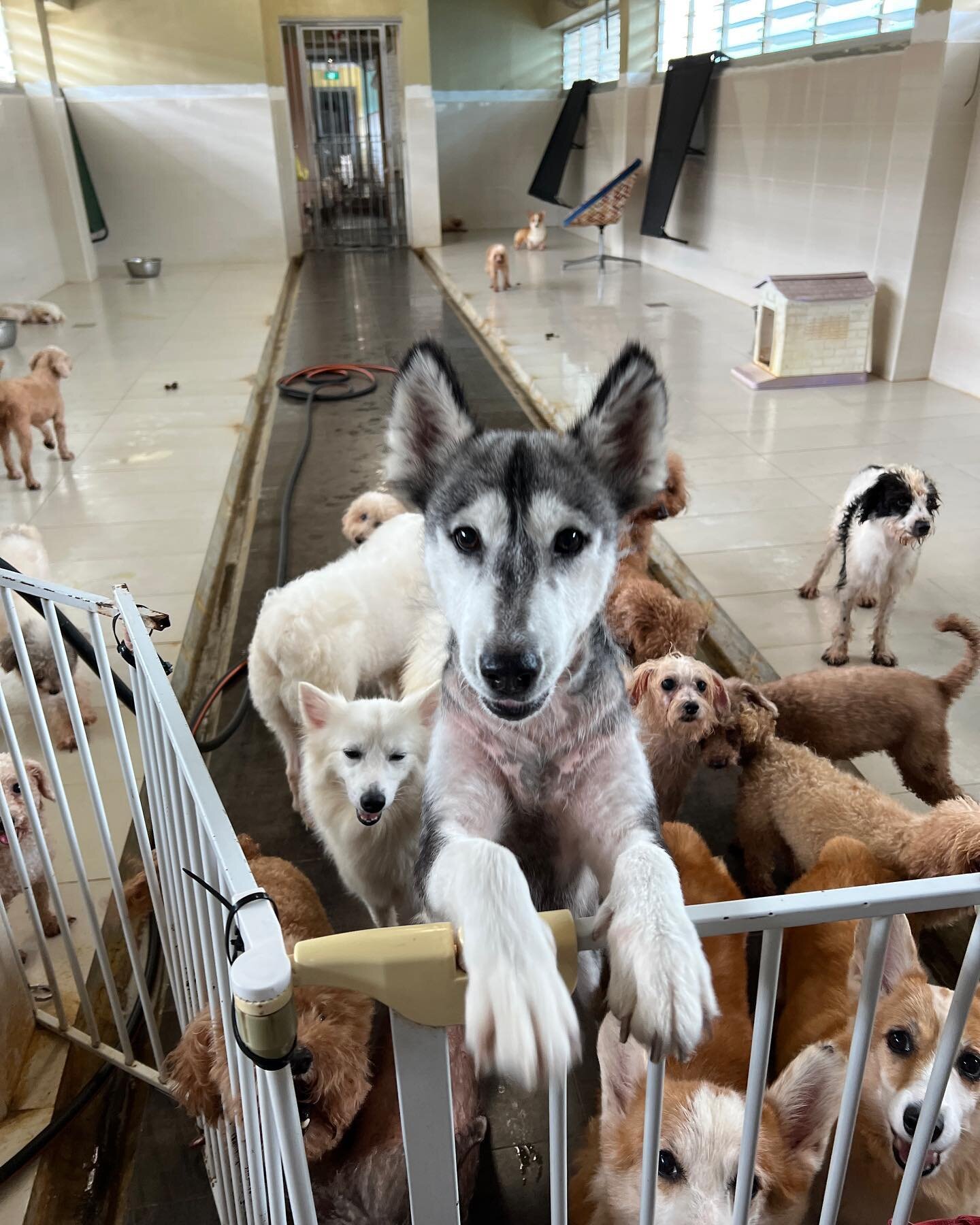 KIN Vet Clinic Singapore – Vet in Bukit Panjang (Along Bukit Timah Road)