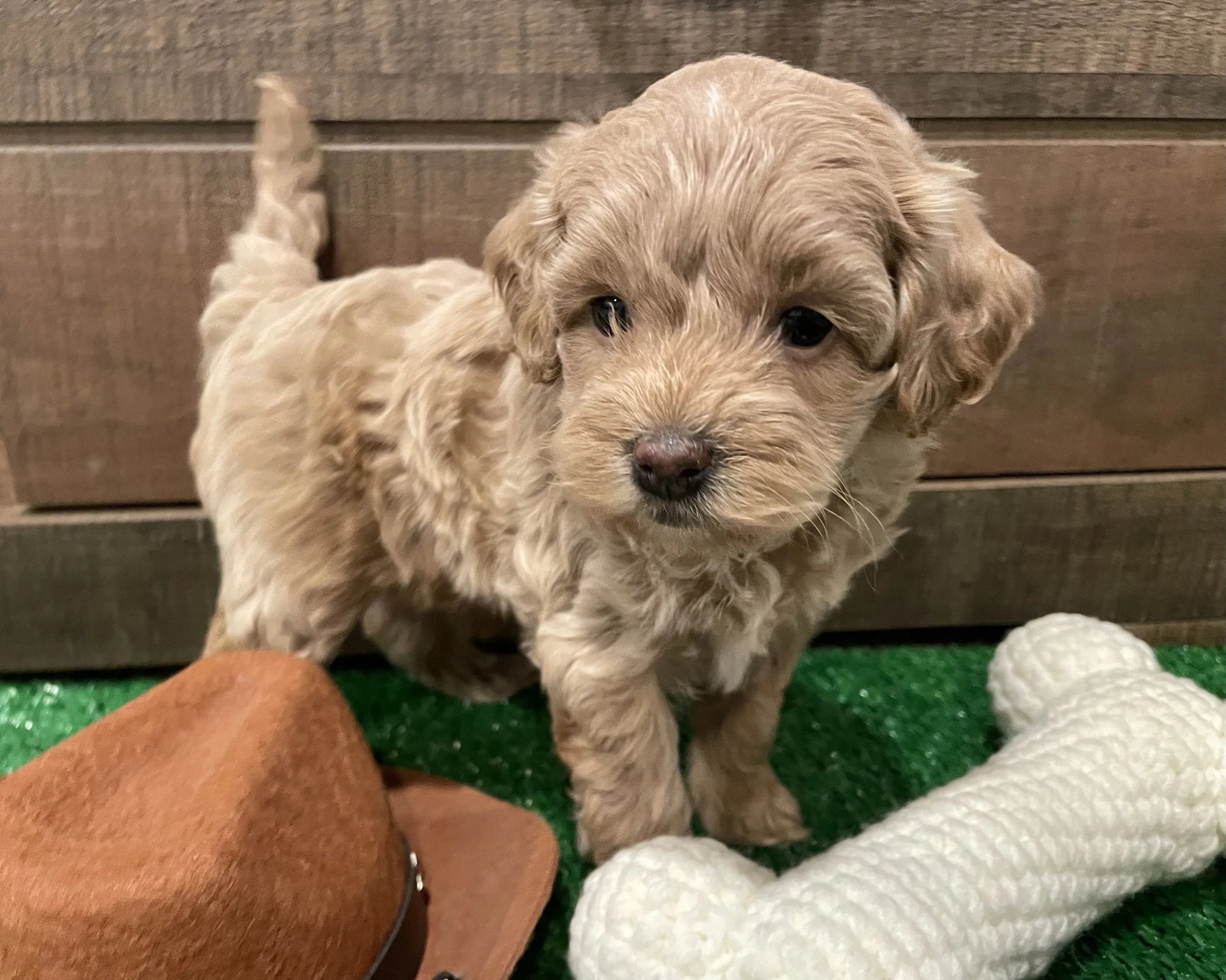 Cockapoos — Flannery's Lucky Puppies