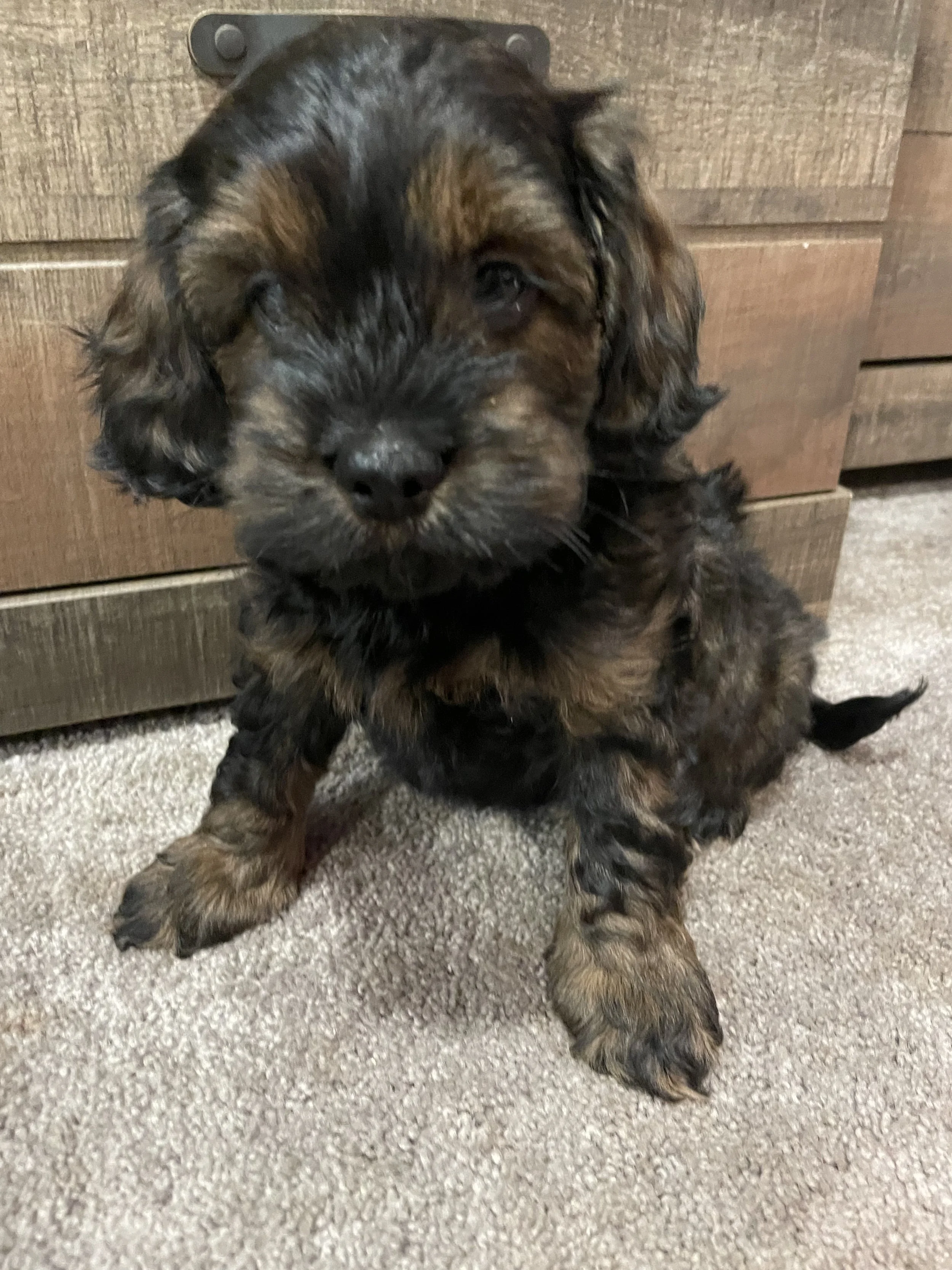 Cockapoos — Flannery's Lucky Puppies