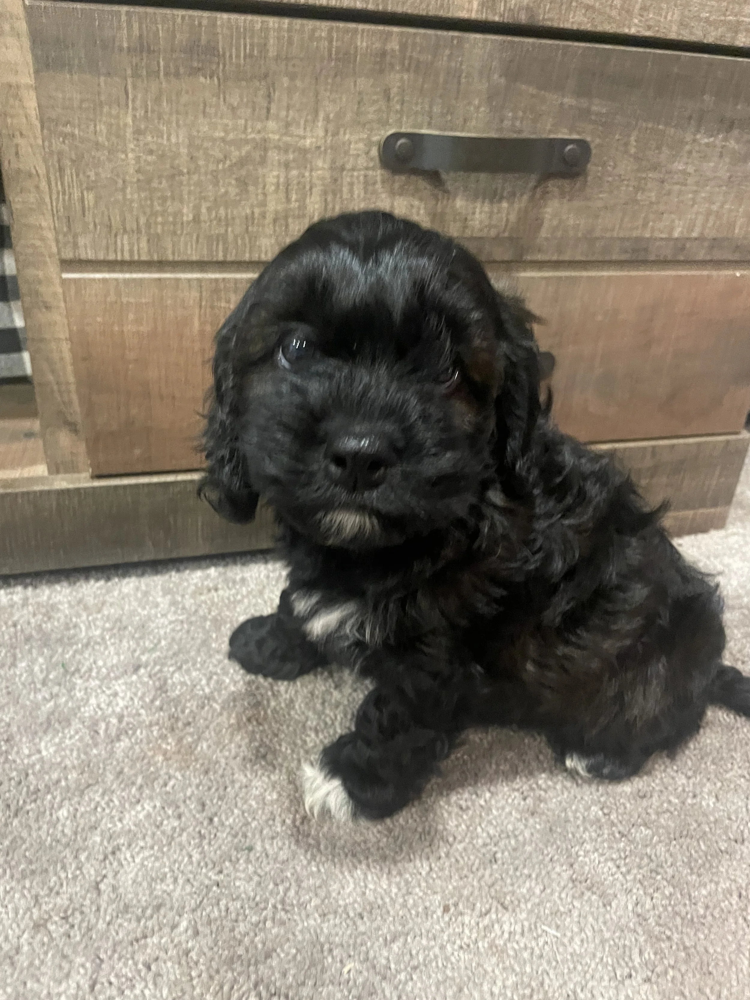 Cockapoos — Flannery's Lucky Puppies