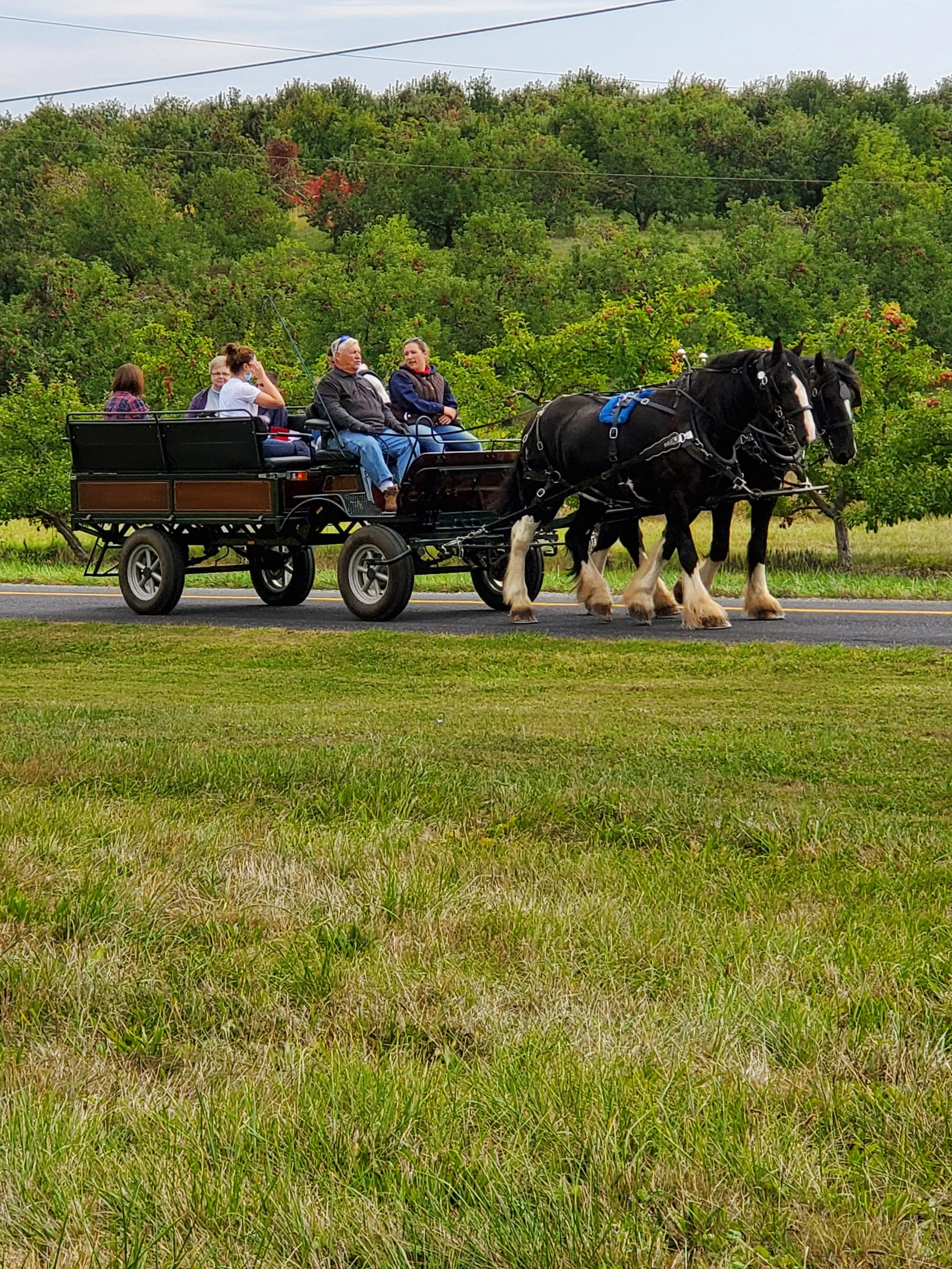 Farm With Horse Carriage