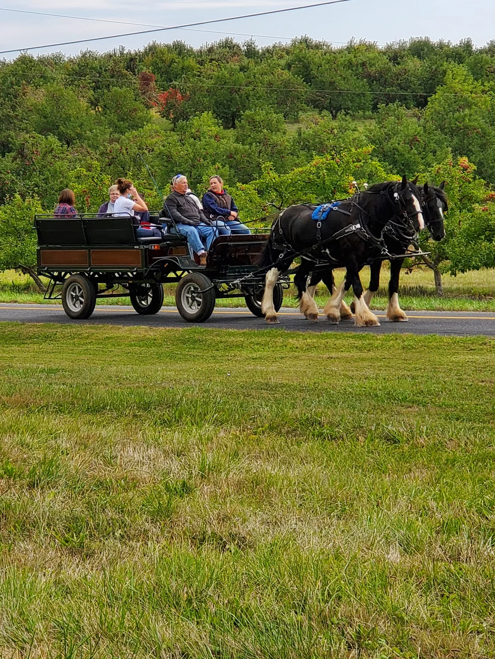 SilverShire Farm Horse Carriage and Wagon Rides