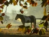 LLL Ranch | Horse Boarding Near Franklin TN