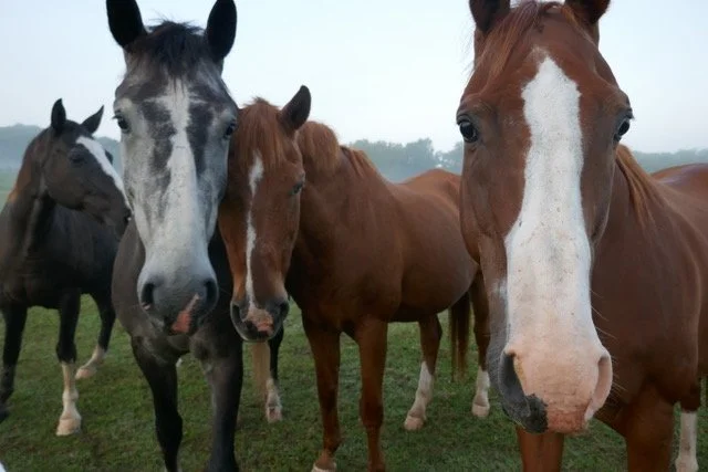 Facility Photos — LLL Ranch | Horse Boarding Near Franklin TN