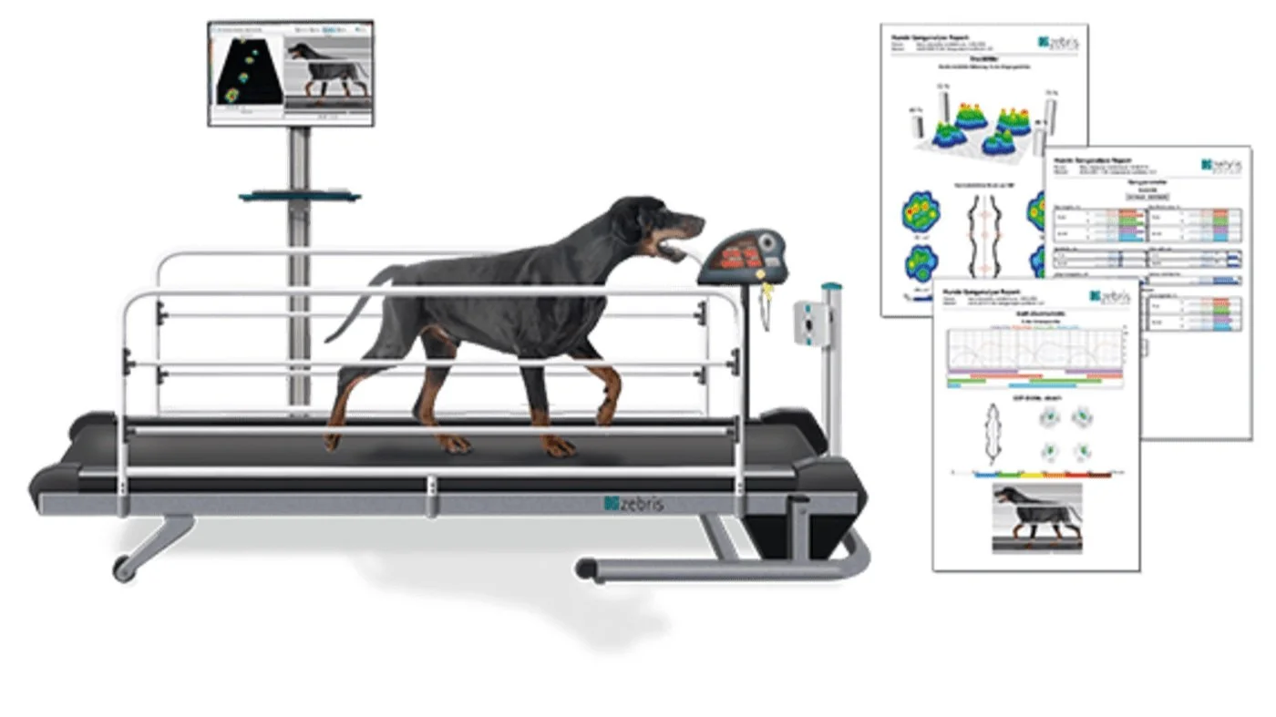 Gait Analysis Dogs — Innovetive Physiotherapy