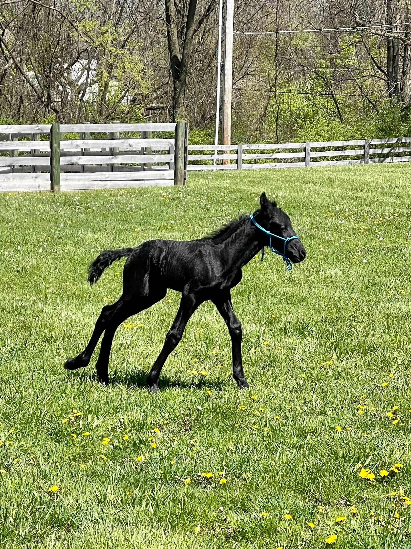 Meet Ulbran 502 and All Of Our Friesians — Cherith Brook Friesians