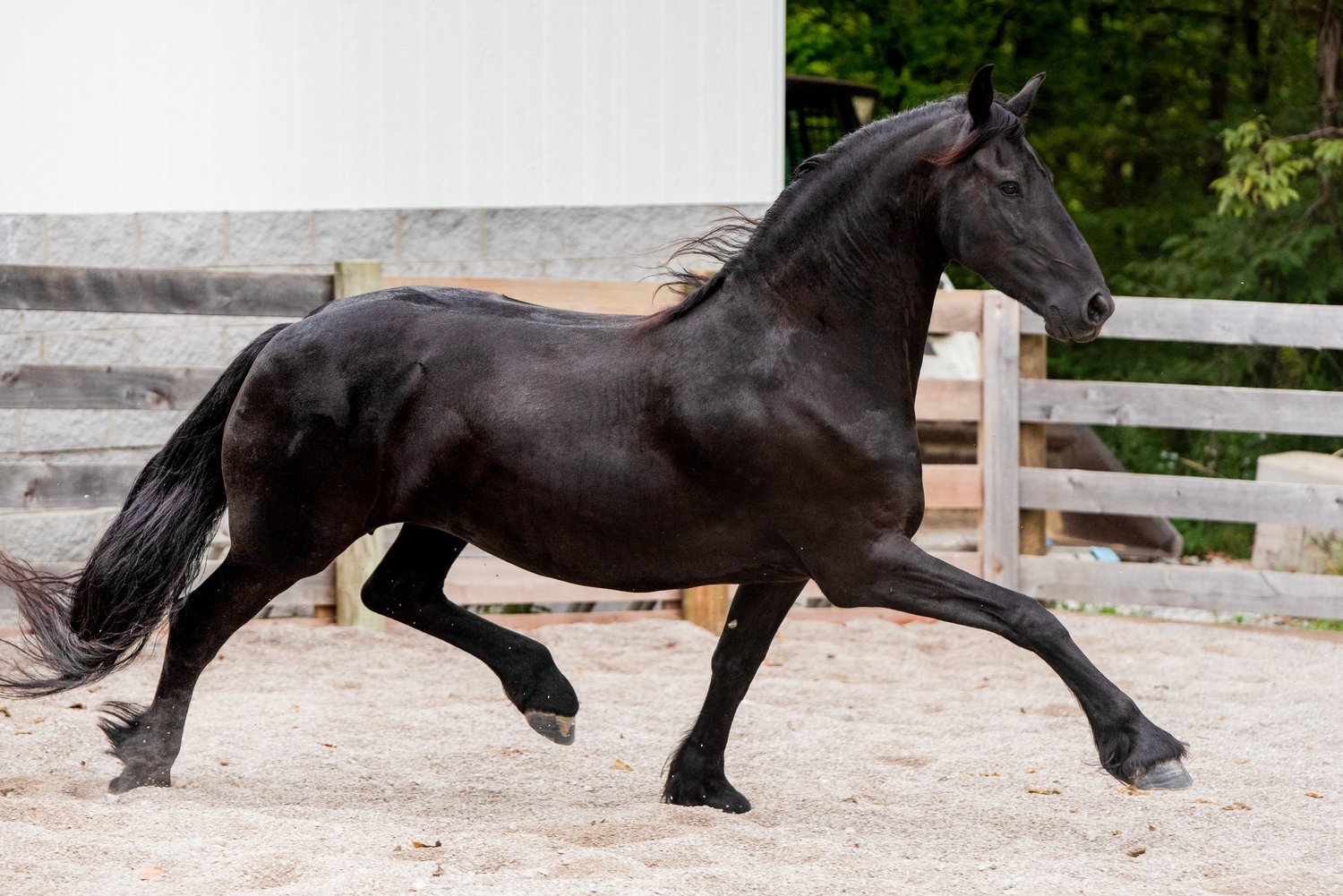 Cherith Brook Farm - Friesian Horse Breeding