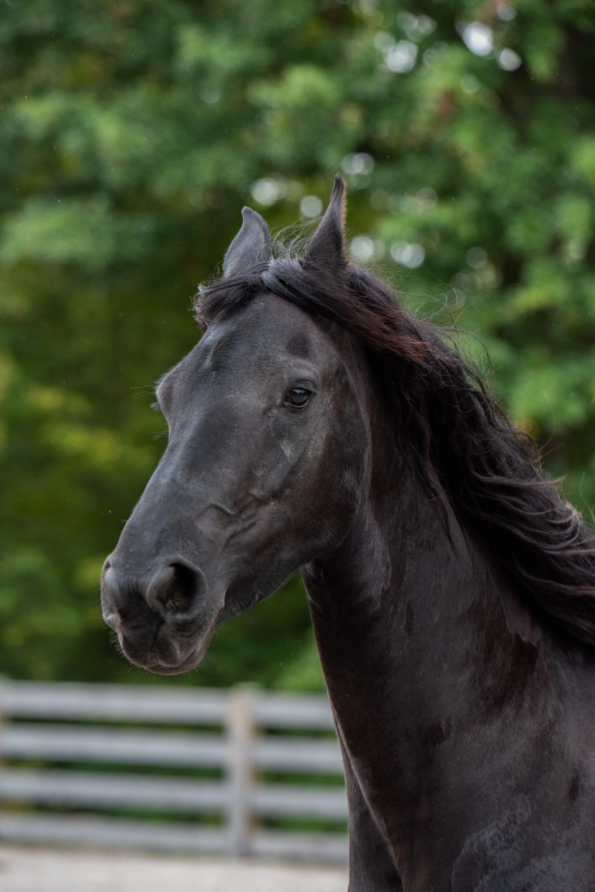 Meet Ulbran 502 and All Of Our Friesians — Cherith Brook Friesians