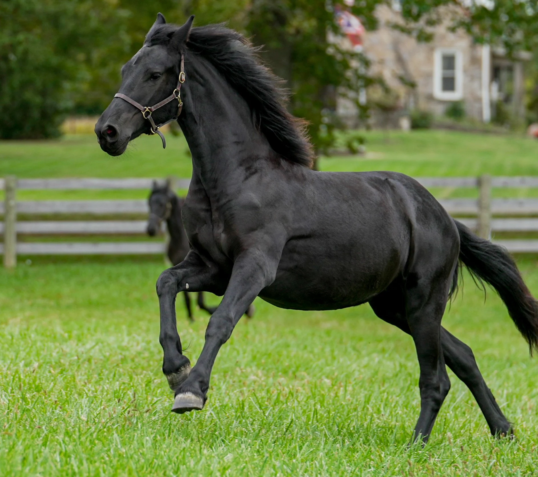Cherith Brook Farm - Friesian Horse Breeding