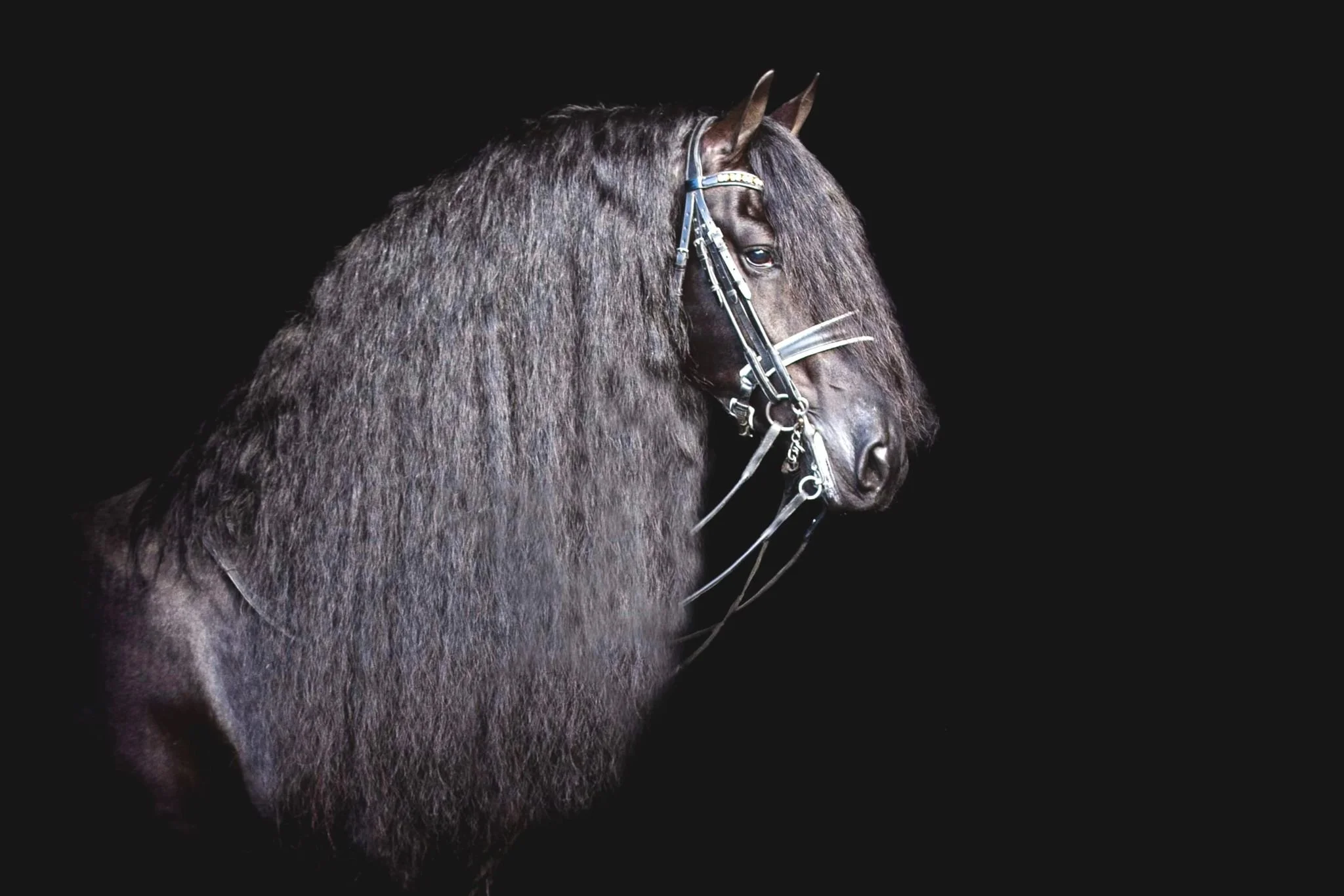 Meet Ulbran 502 and All Of Our Friesians — Cherith Brook Friesians
