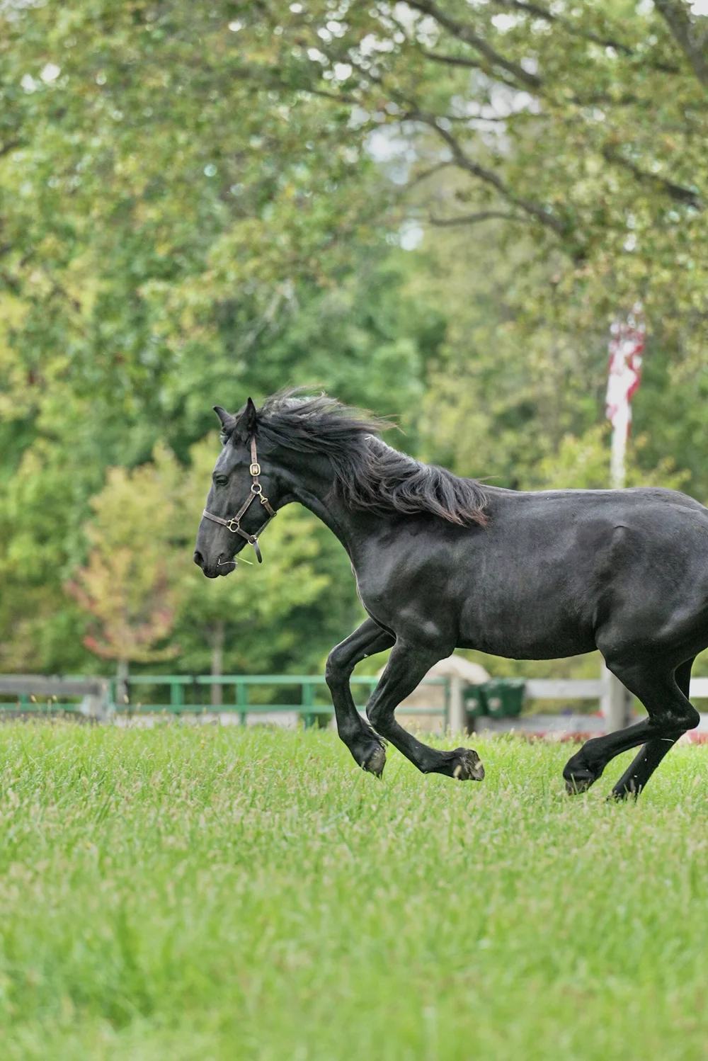 Cherith Brook Farm - Friesian Horse Breeding