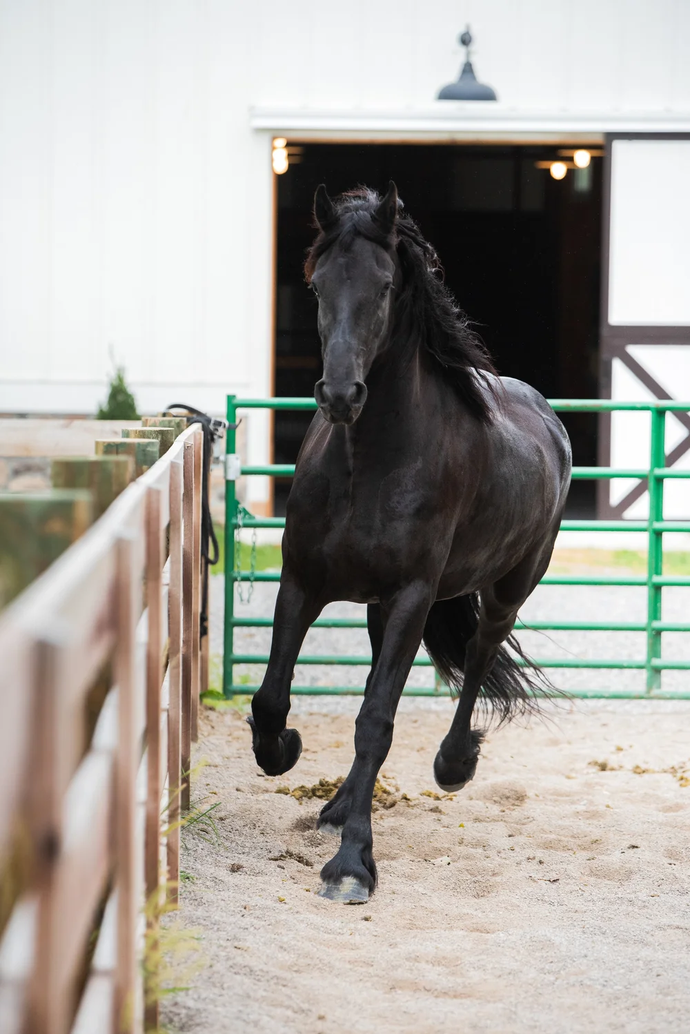 Cherith Brook Farm - Friesian Horse Breeding