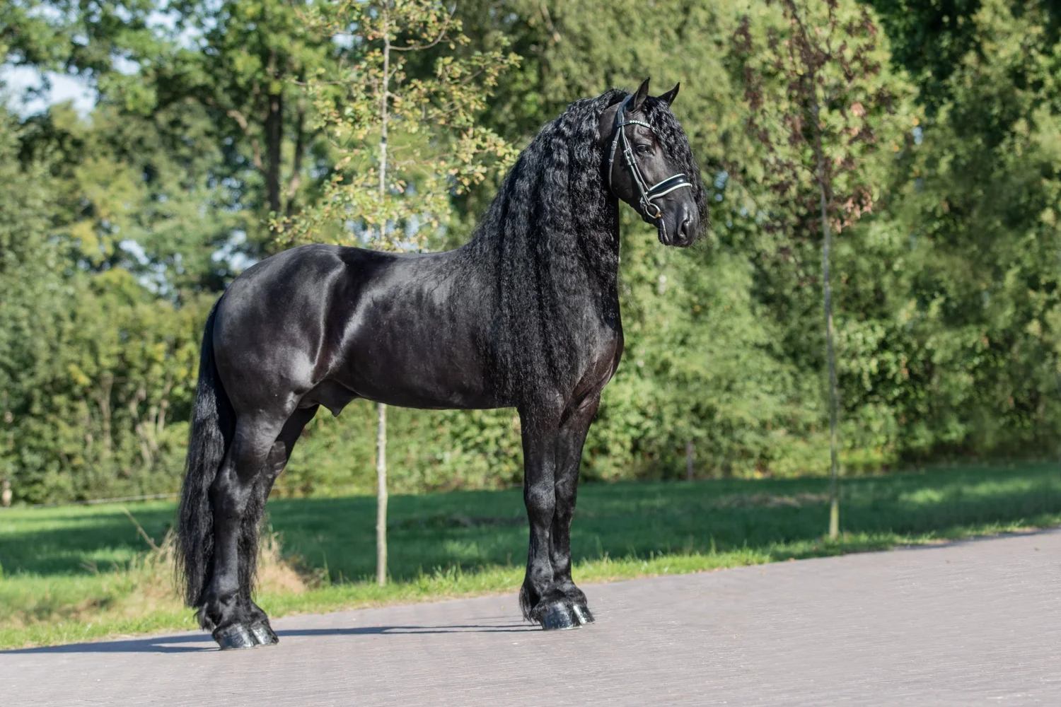 Meet Ulbran 502 and All Of Our Friesians — Cherith Brook Friesians