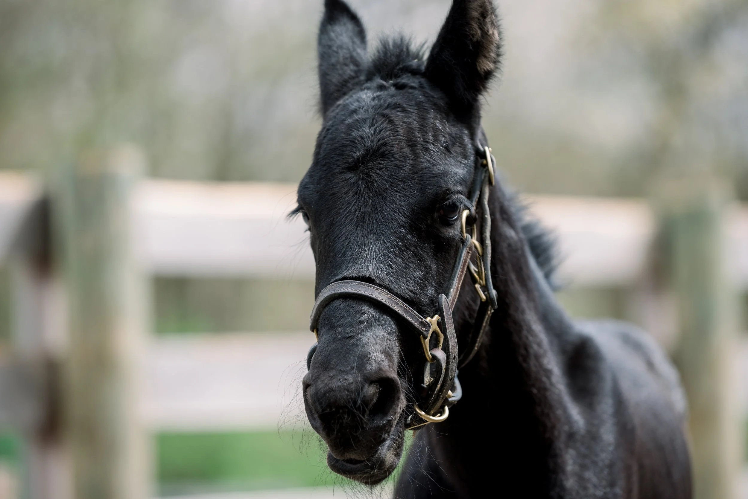 Meet Ulbran 502 and All Of Our Friesians — Cherith Brook Friesians