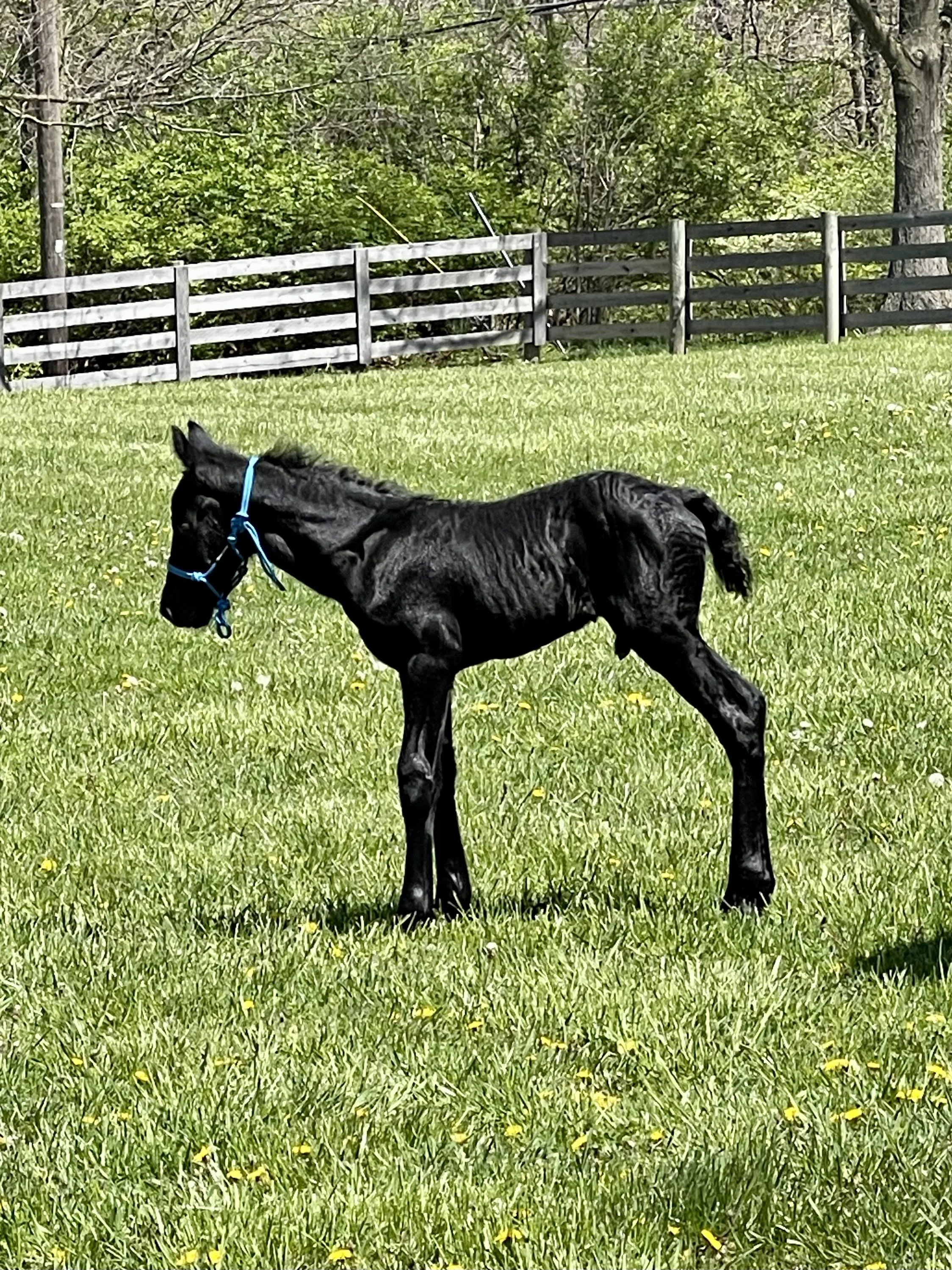 Meet Ulbran 502 and All Of Our Friesians — Cherith Brook Friesians