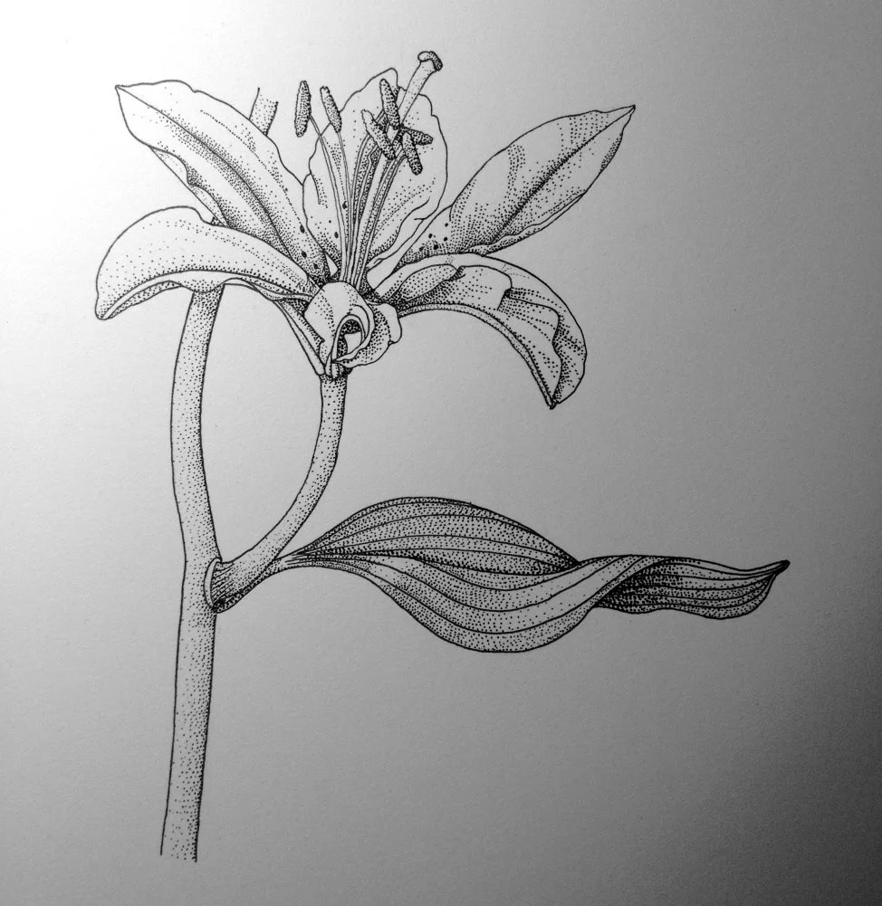 Assignment 1 — HELEN COUSINS BOTANICS