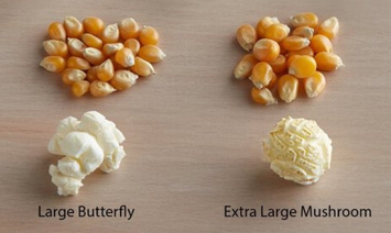 Best Mushroom Popcorn Kernels: Top Brands, Tips, and Recipes — Popcorn ...