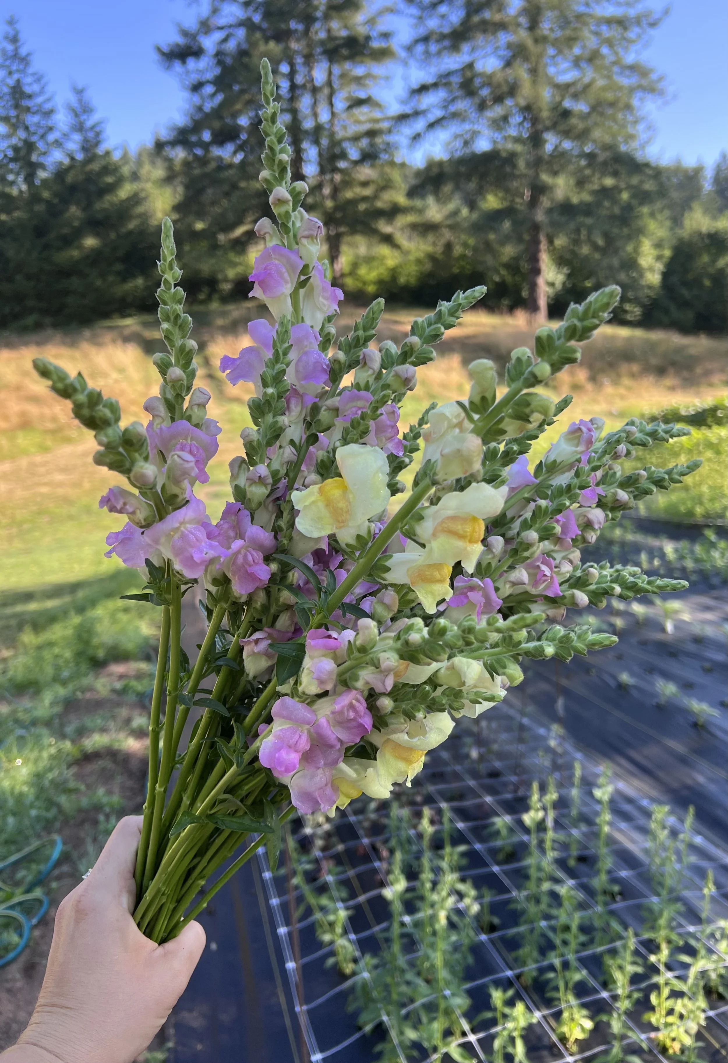 Event & Bulk Flower Orders — Jamie's Dahlias and Flower Farm