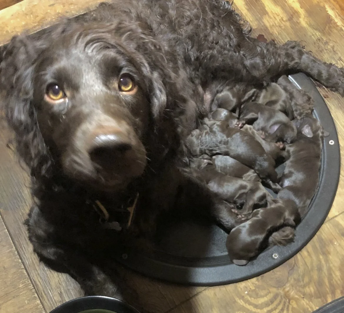 Hunters Rest Breeding Stock — Hunters Rest Boykin Spaniels