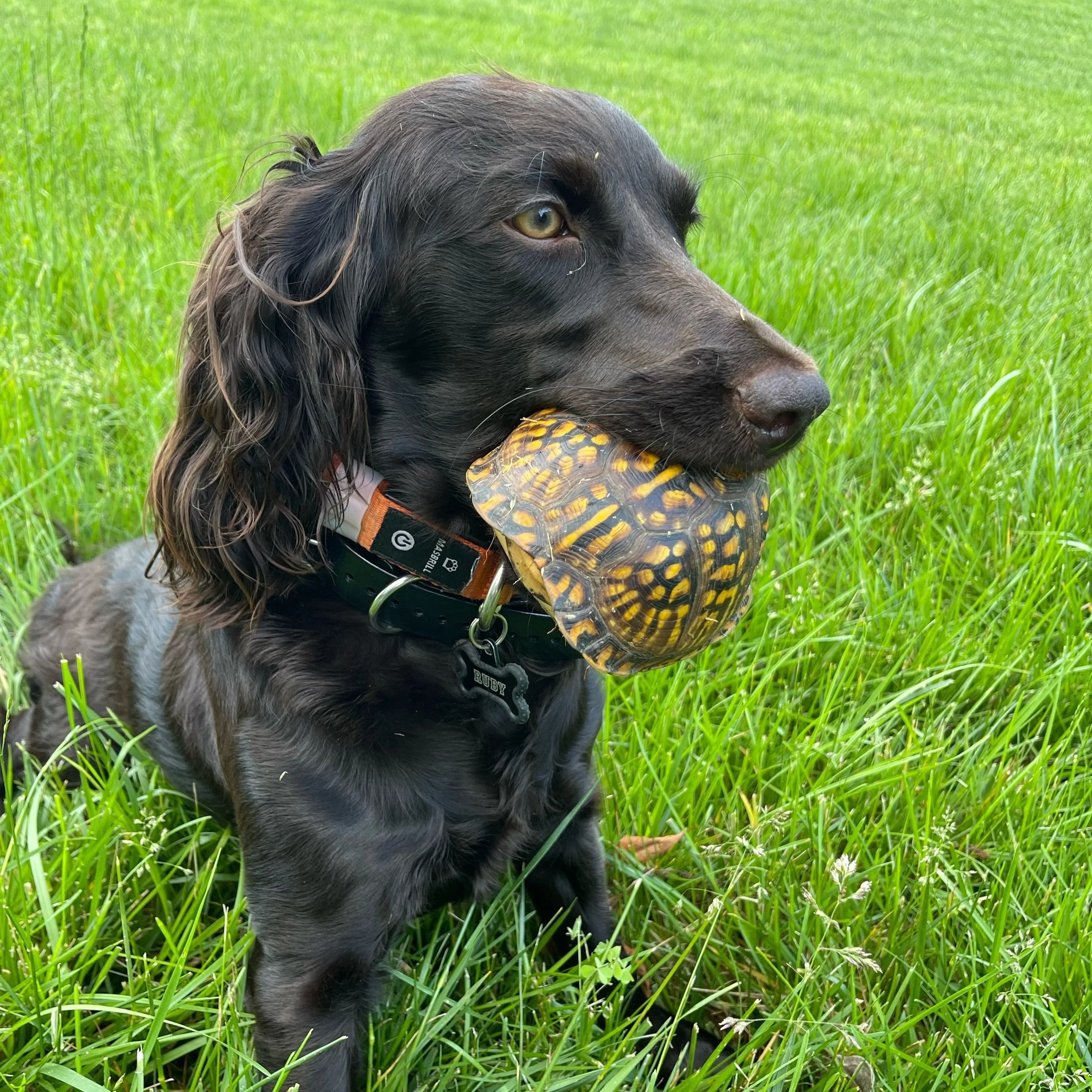Hunters Rest Breeding Stock — Hunters Rest Boykin Spaniels