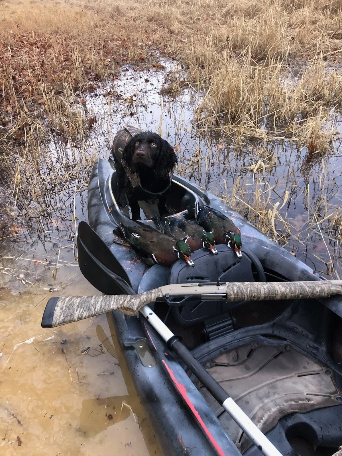 Hunters Rest Boykin Spaniels