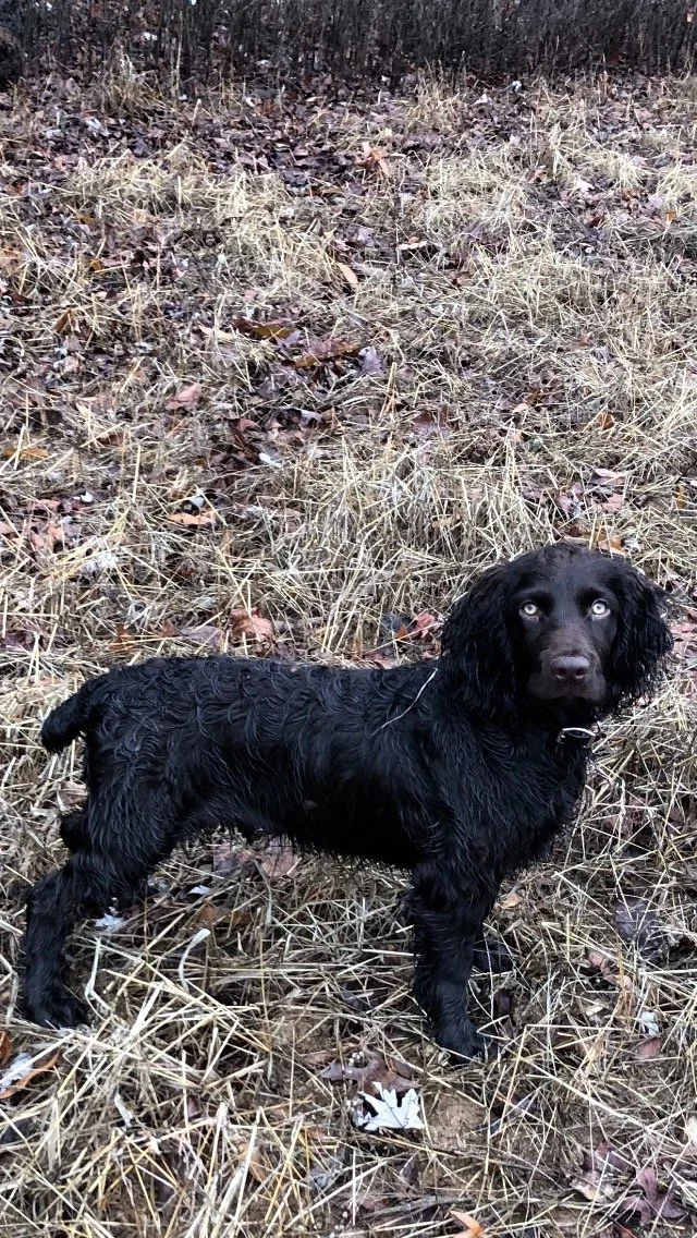 Hunters Rest Boykin Spaniels