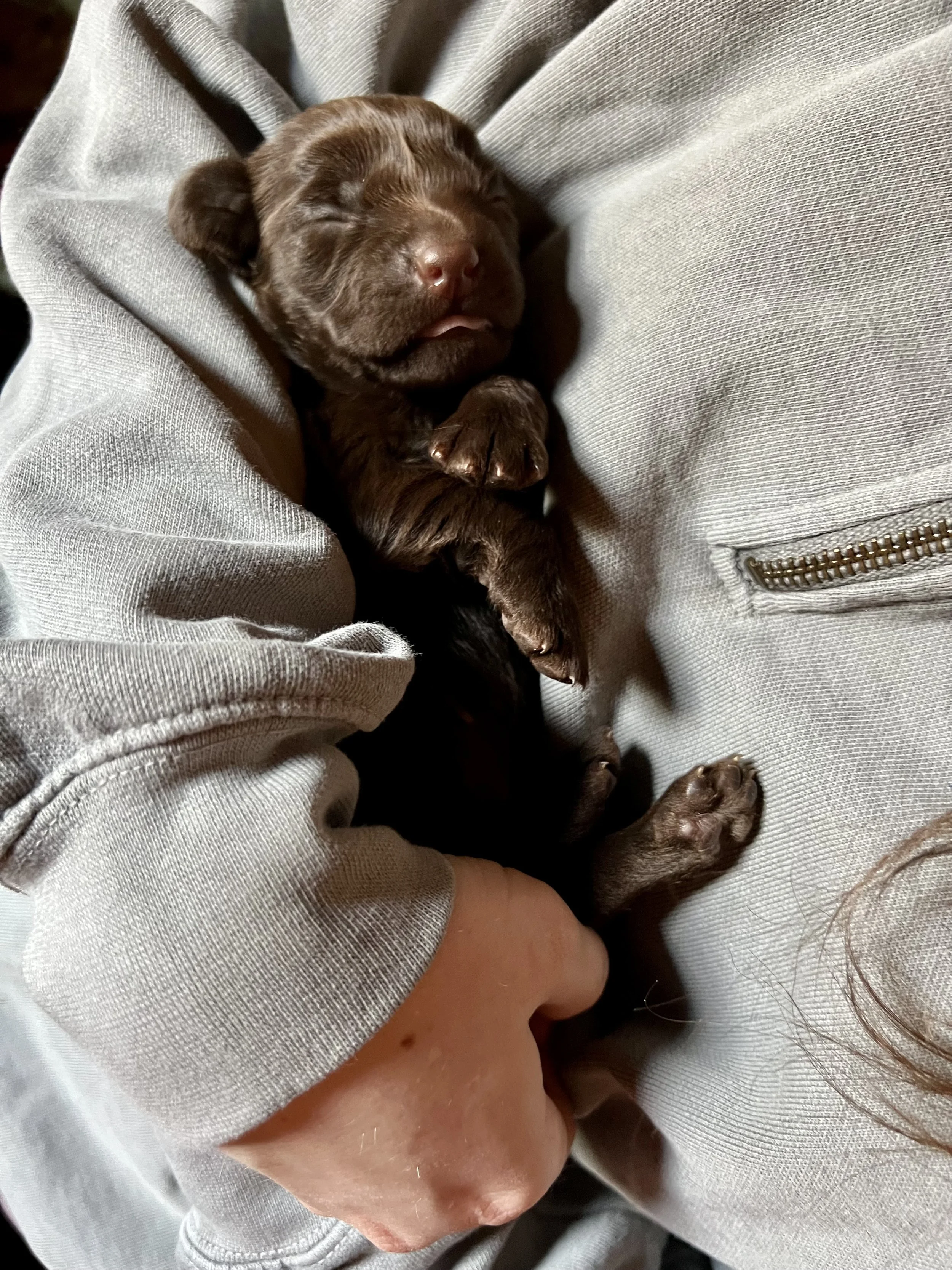 Pups — Hunters Rest Boykin Spaniels