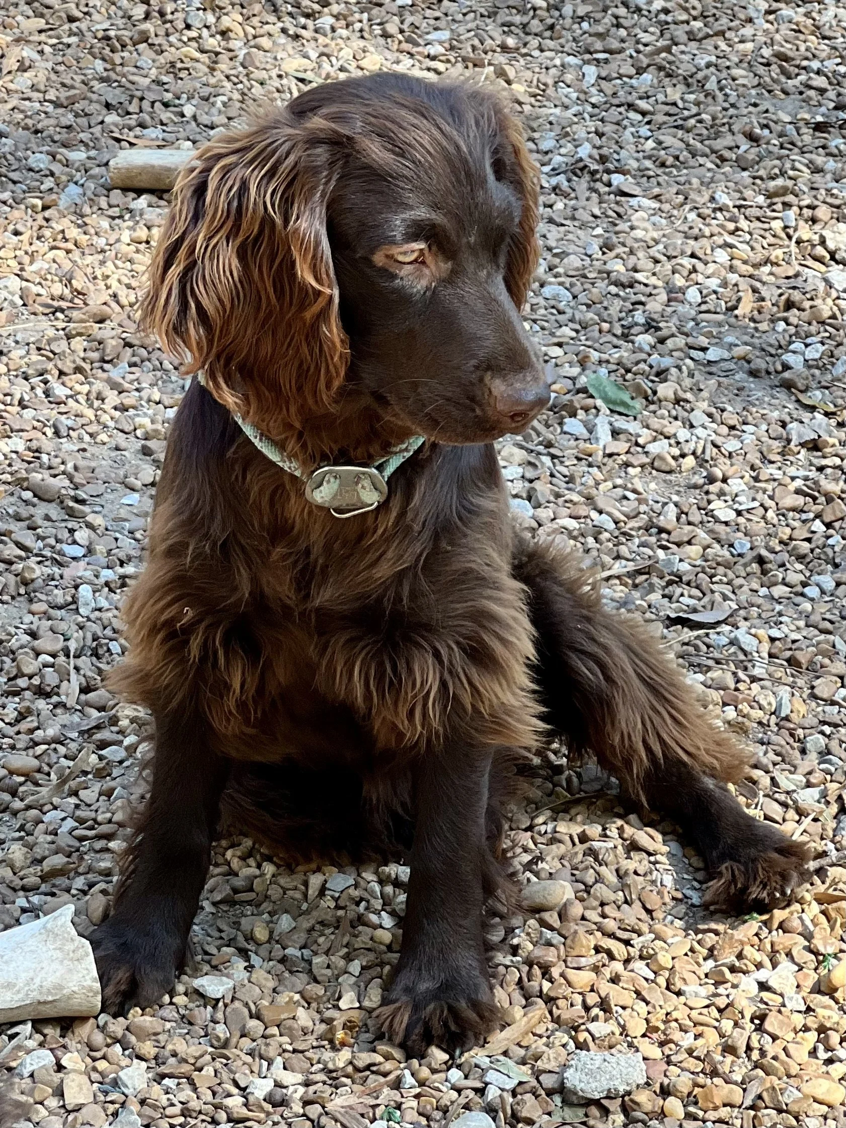 Hunters Rest Breeding Stock — Hunters Rest Boykin Spaniels