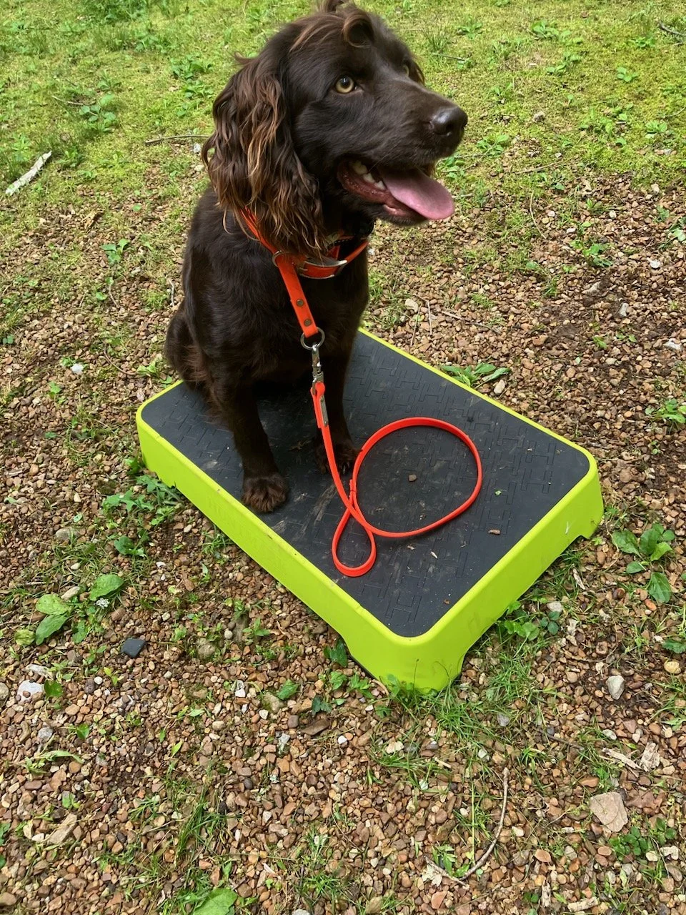 Hunters Rest Breeding Stock — Hunters Rest Boykin Spaniels