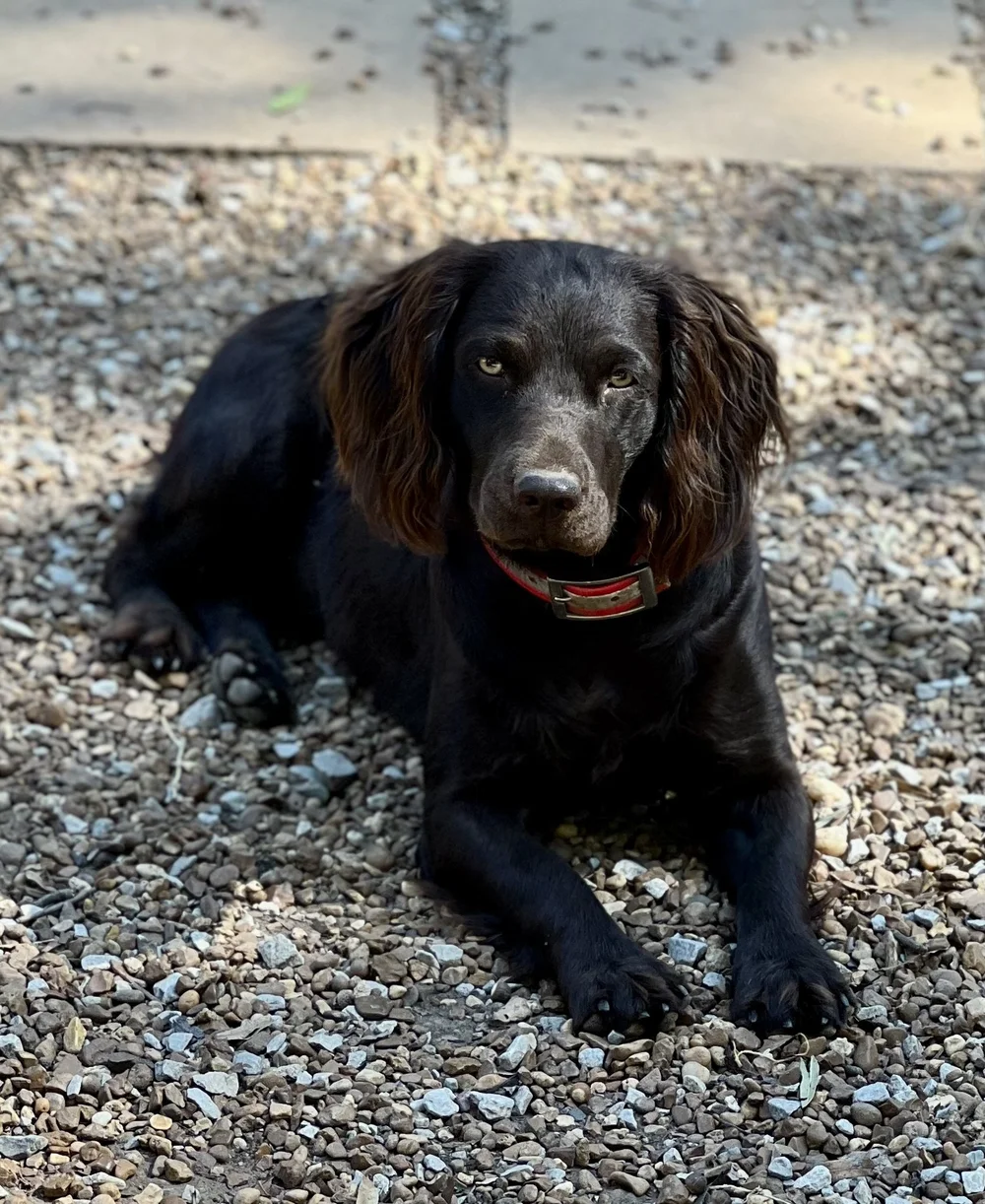 Hunters Rest Breeding Stock — Hunters Rest Boykin Spaniels