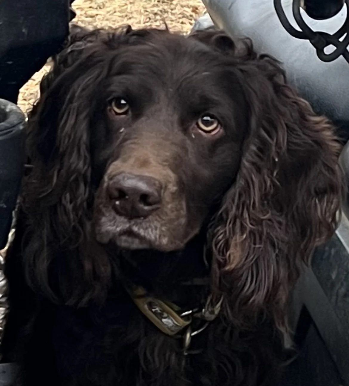 Hunters Rest Breeding Stock — Hunters Rest Boykin Spaniels
