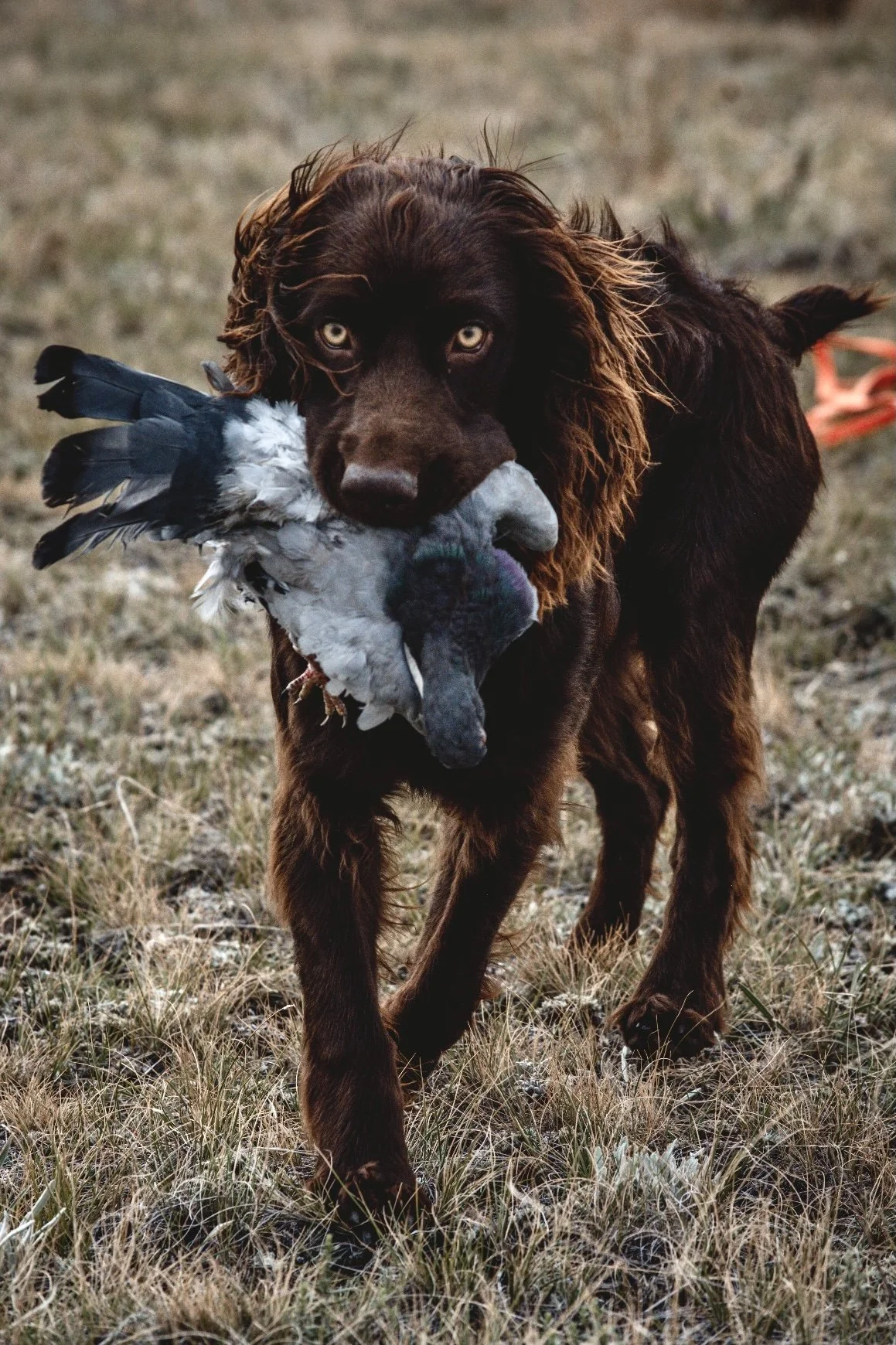 Dogs From Hunters Rest — Hunters Rest Boykin Spaniels