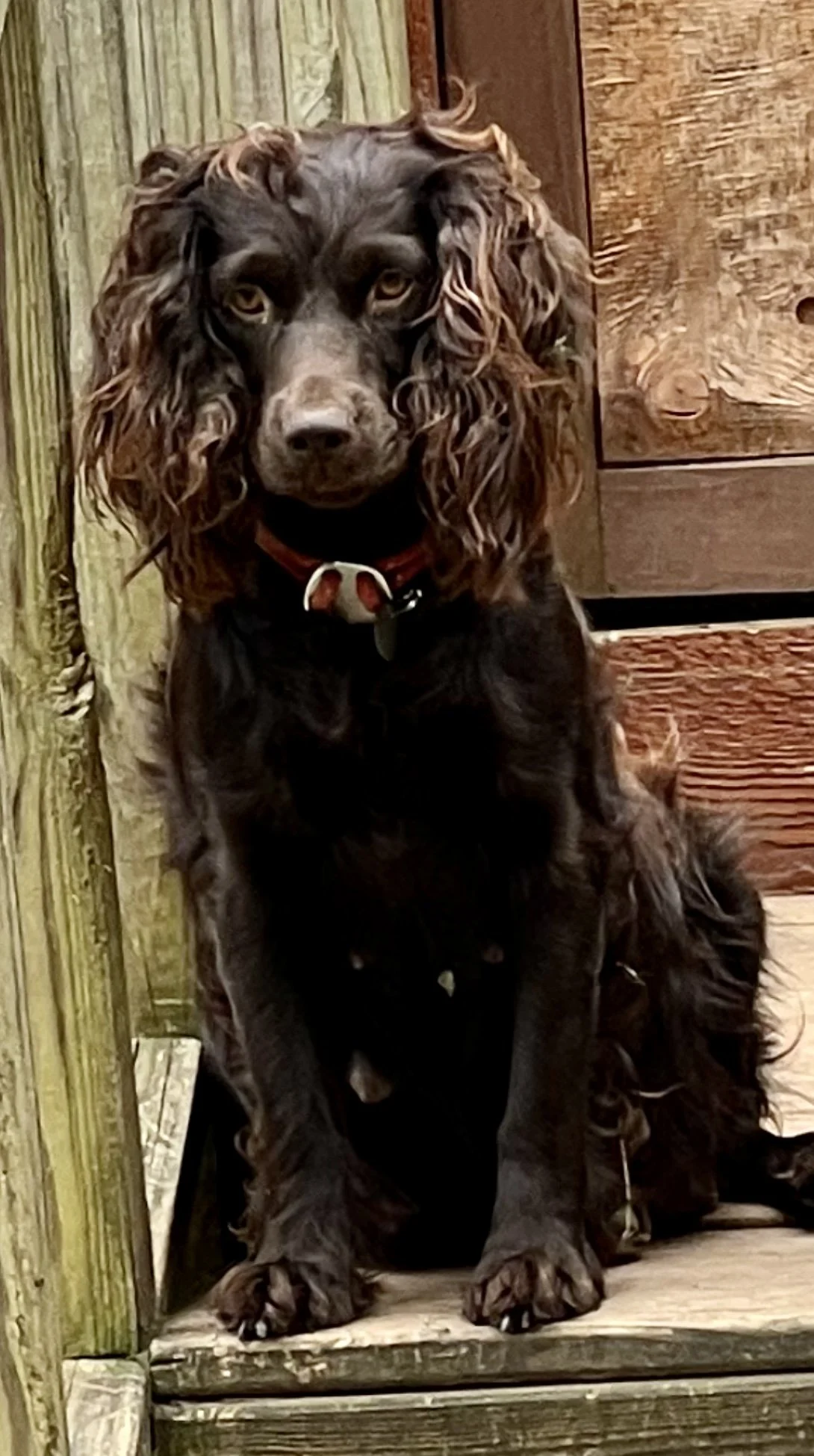 Hunters Rest Breeding Stock — Hunters Rest Boykin Spaniels
