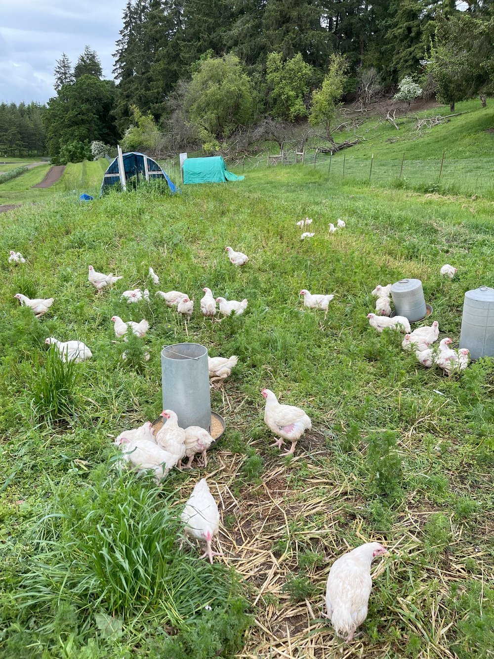 Santos Family Farm