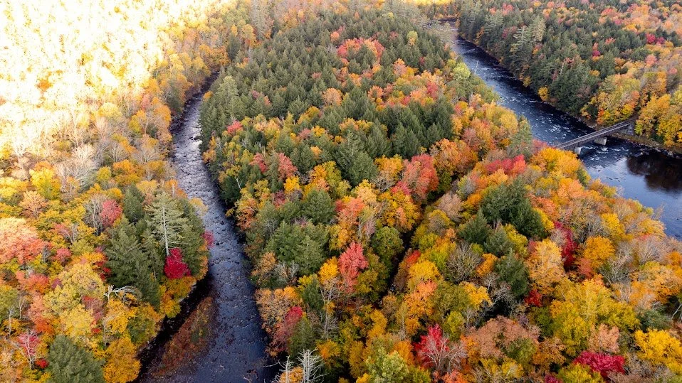 Adirondack Ecosystems: What You'll See While Rail Biking in North Creek ...