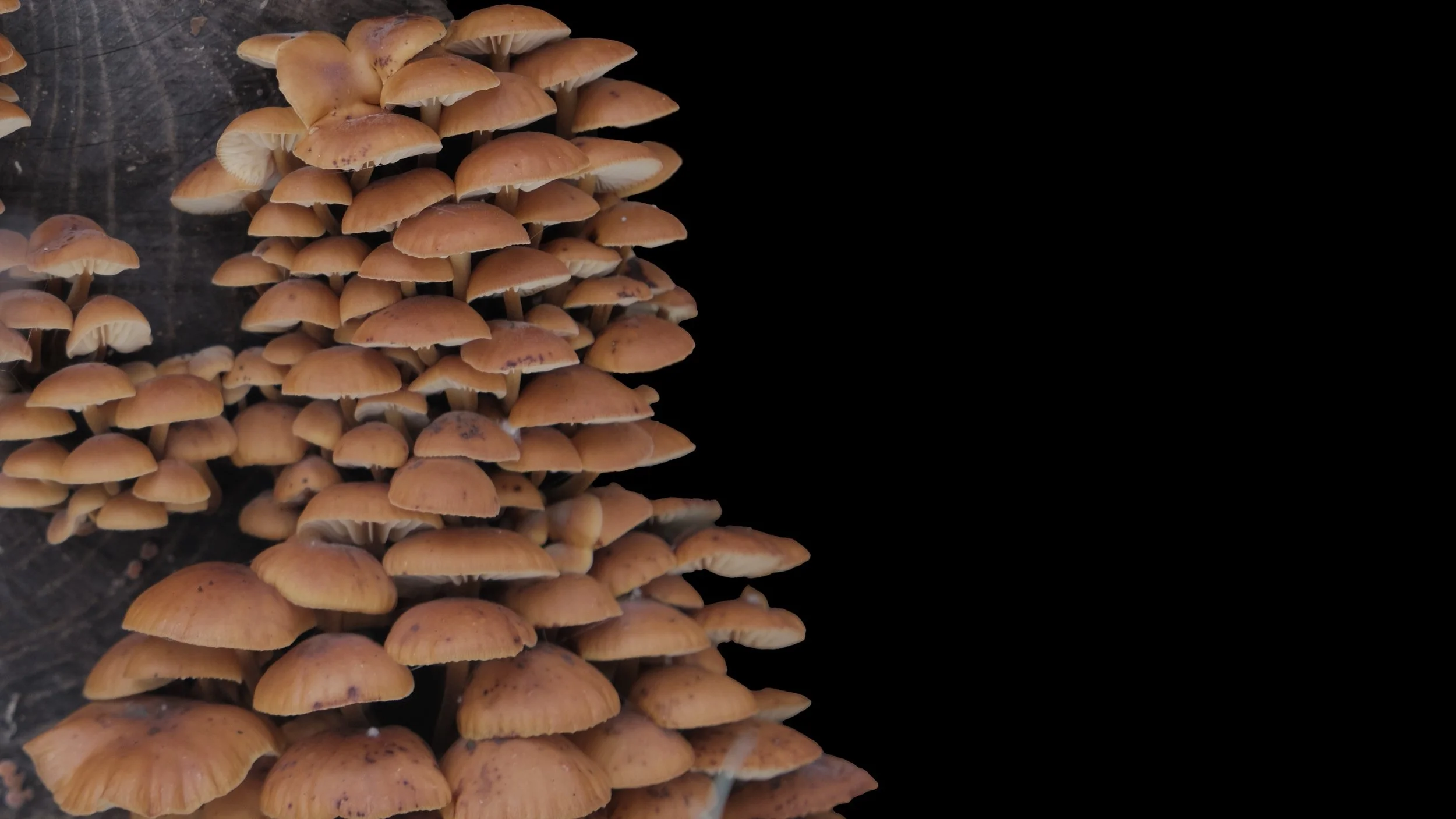 goêtic common sense — goêteia